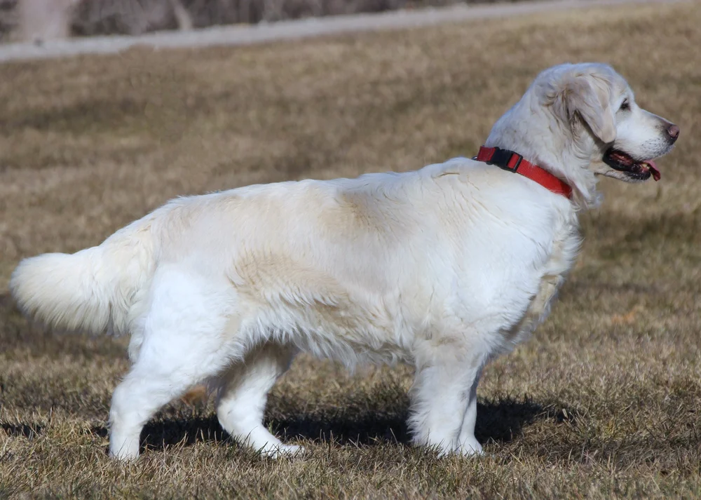 Legacy Country Goldens Puppy page — Legacy Country Goldens