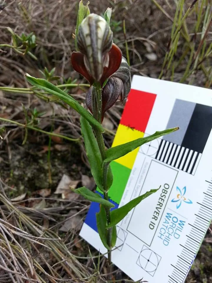 Wild Orchid Watch — WOW Scale Cards
