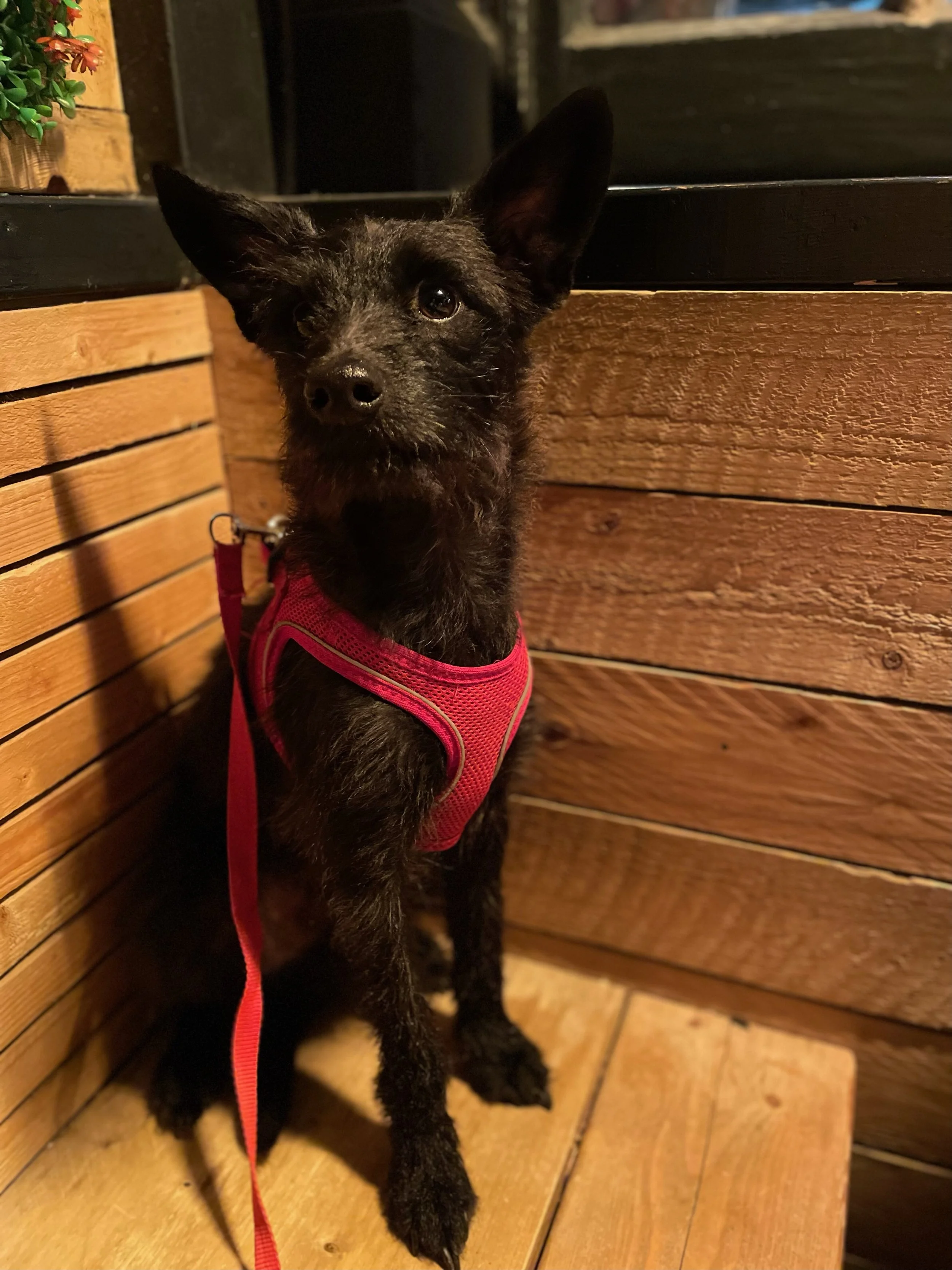 Meet the team — The Signalman