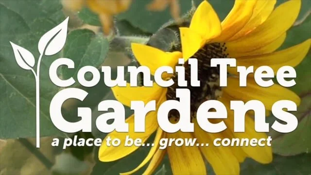 Worship Service Videos — Council Tree