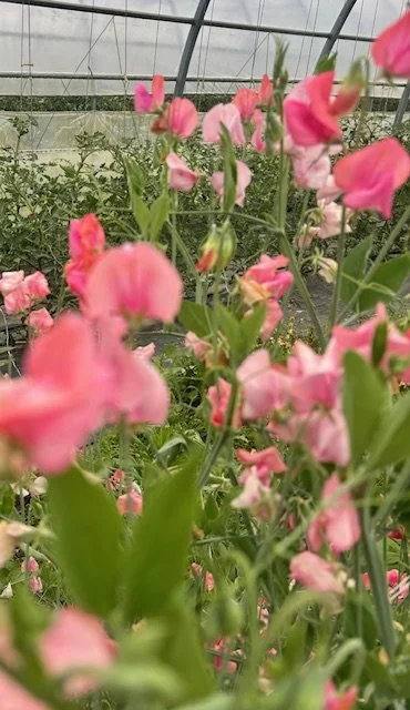 2025 CSA Farm Update: Week 1 — Katchkie Farm