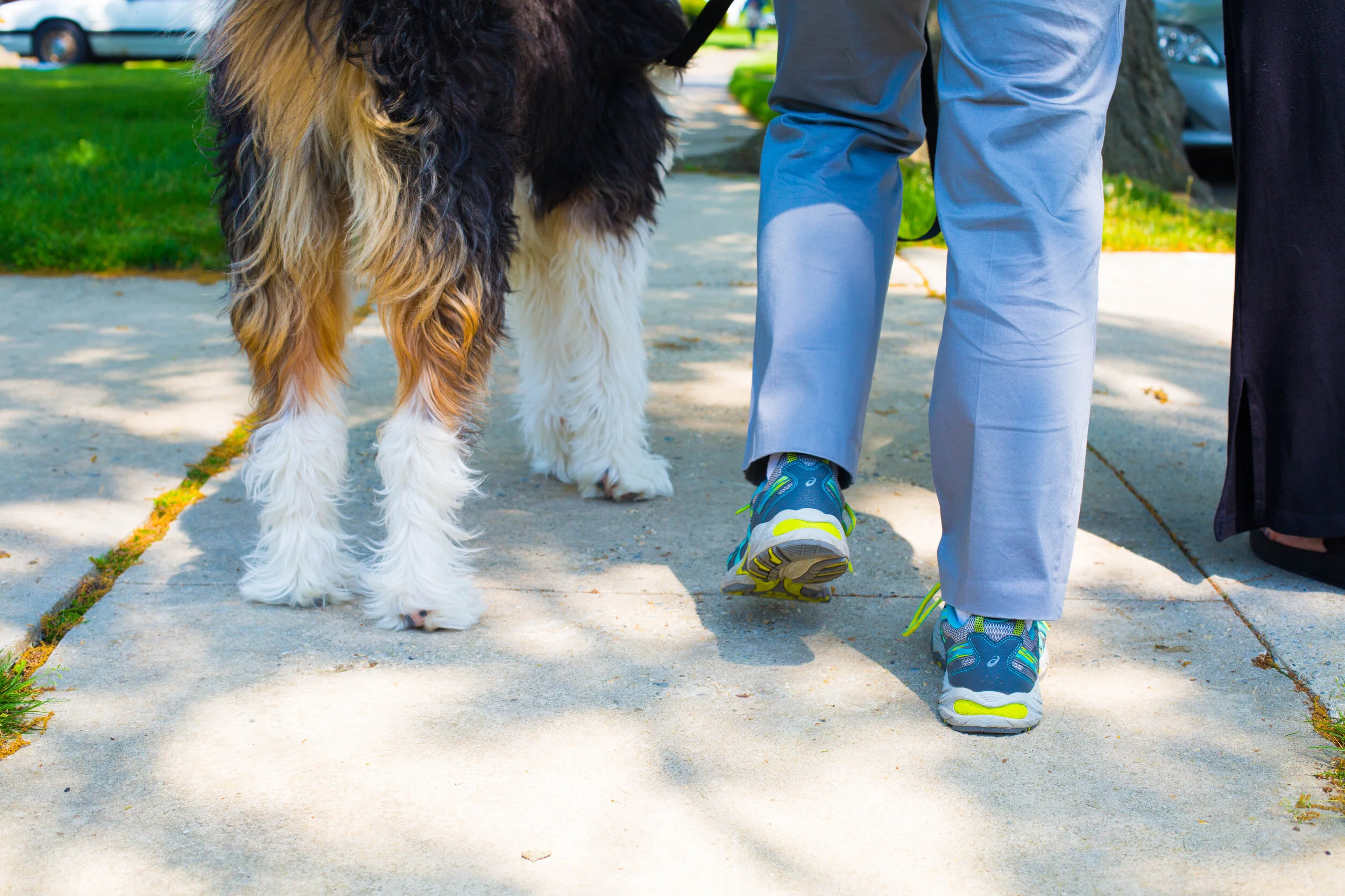 Positive Canine Training