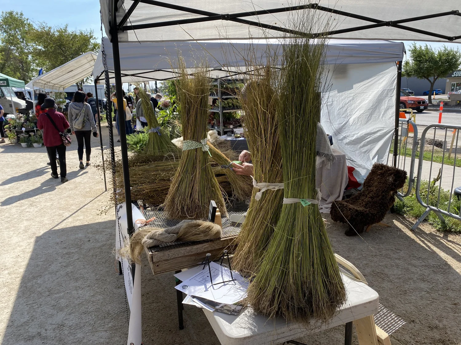 Harvesting, Rippling and Retting Flax — Pembina Fibreshed