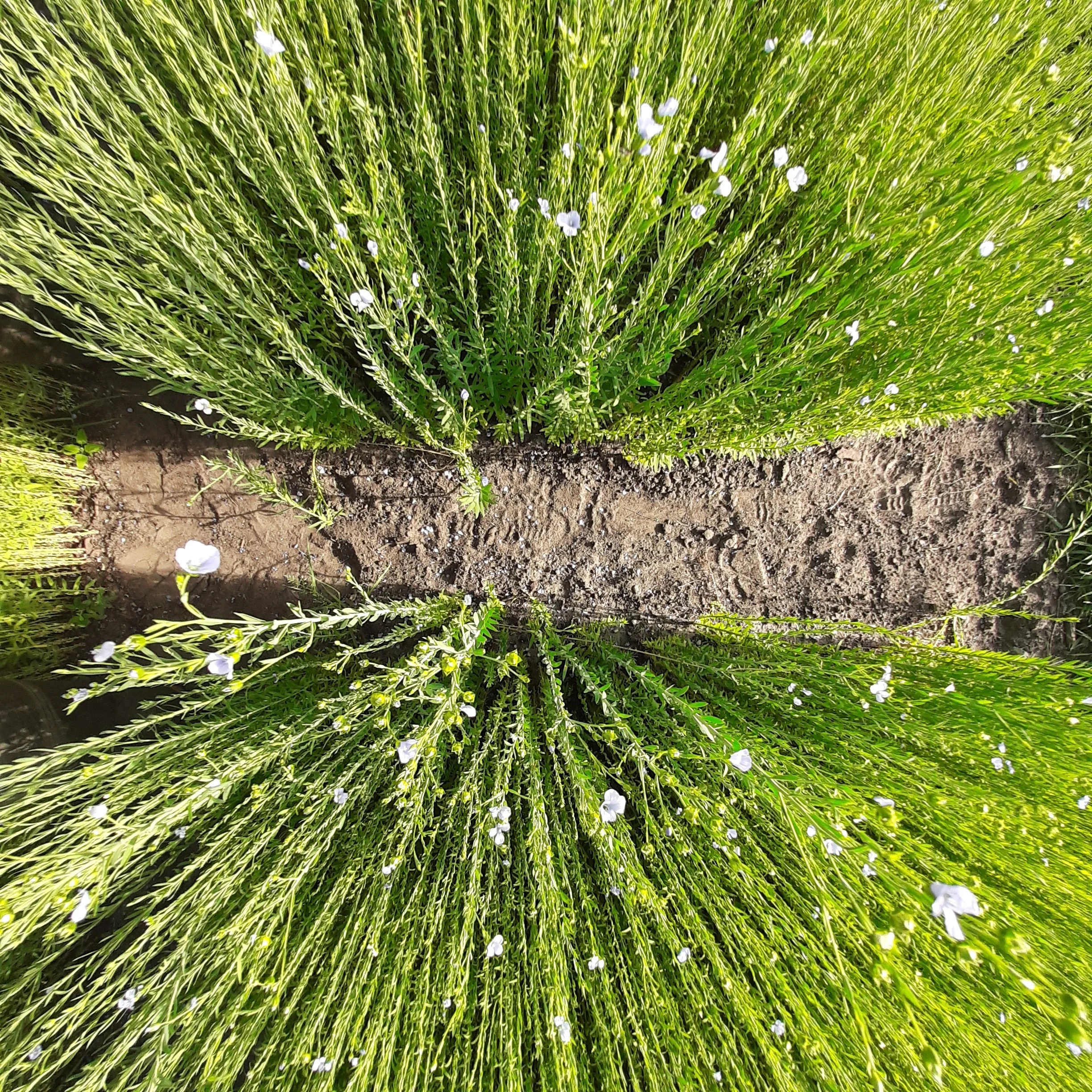 Harvesting, Rippling and Retting Flax — Pembina Fibreshed