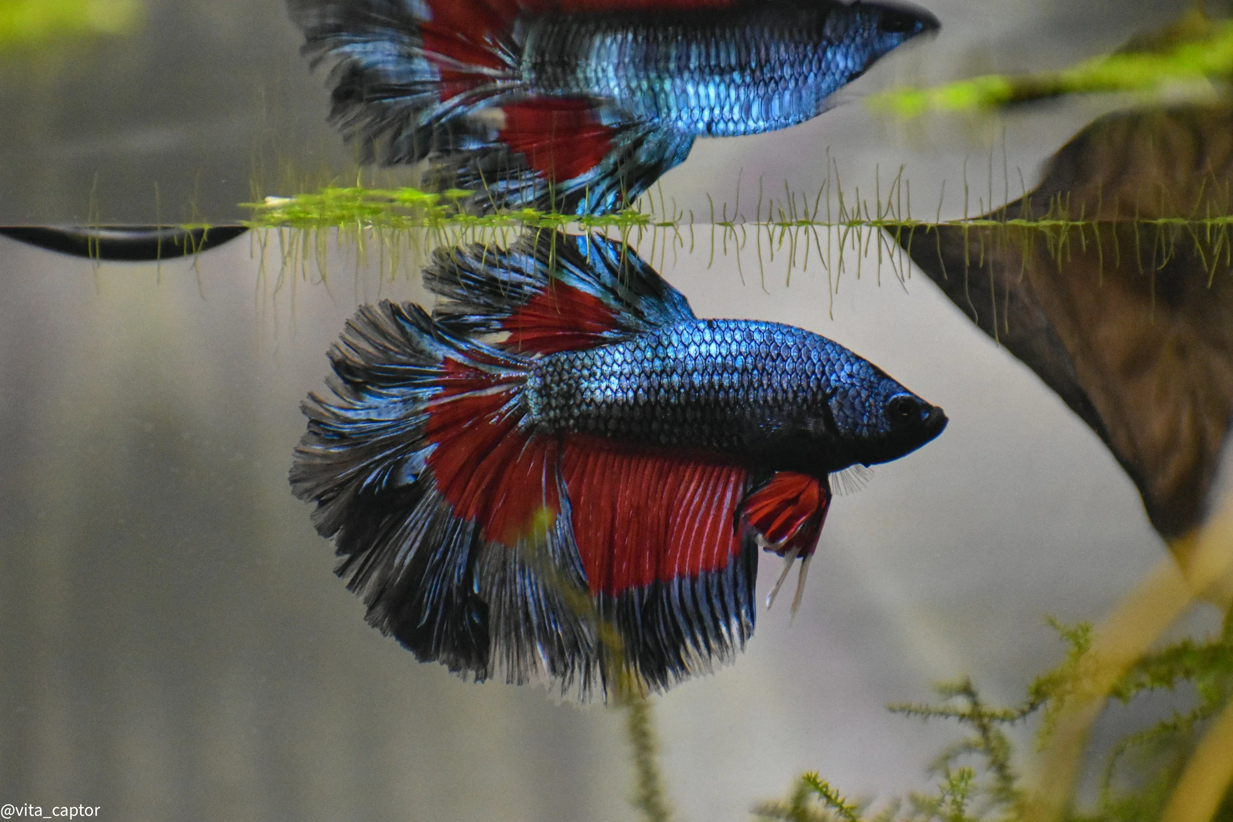 Top 5 Tropical Fish and Their Unique Feeding Needs — LifeLine Frozen ...