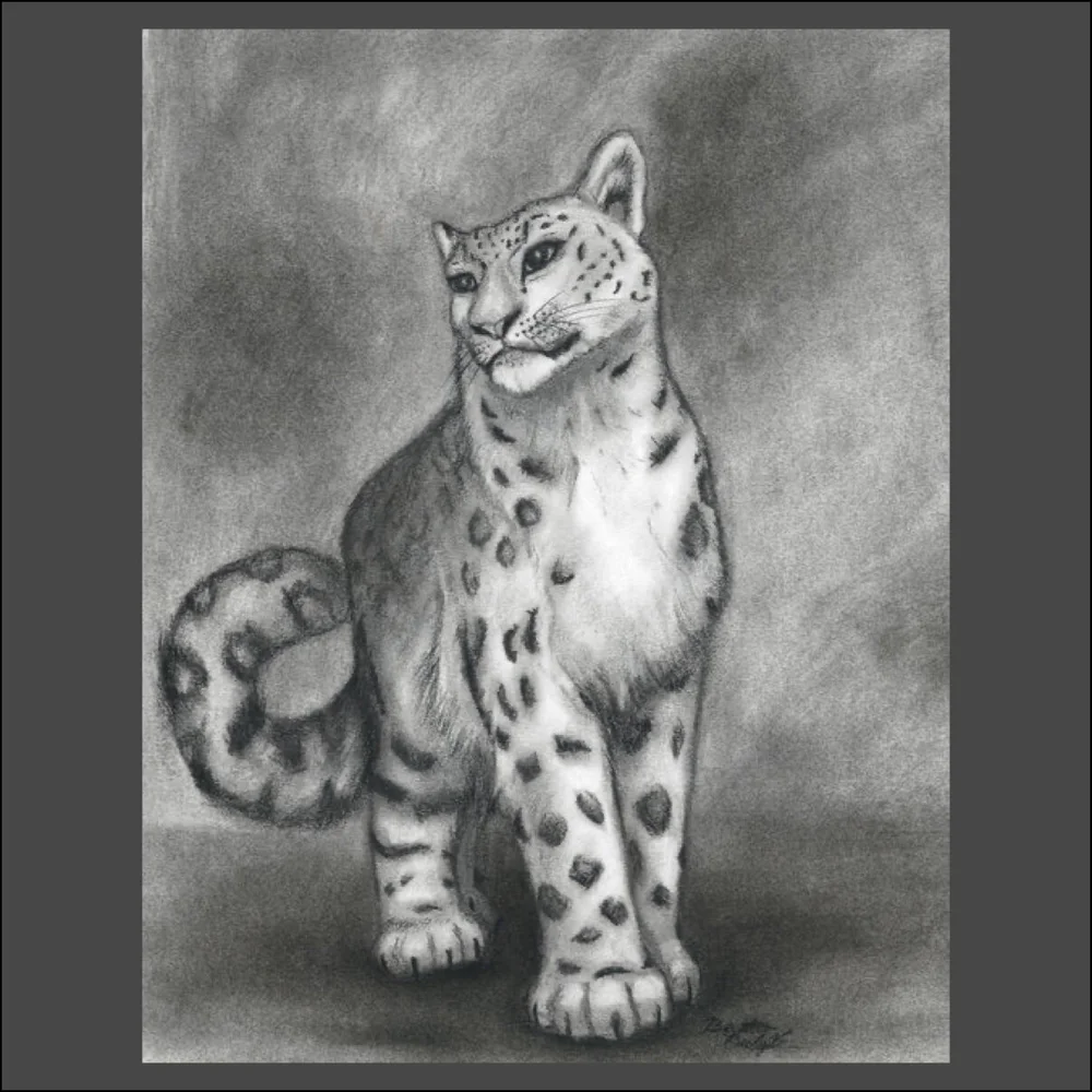 Pencil Drawings Of Leopards