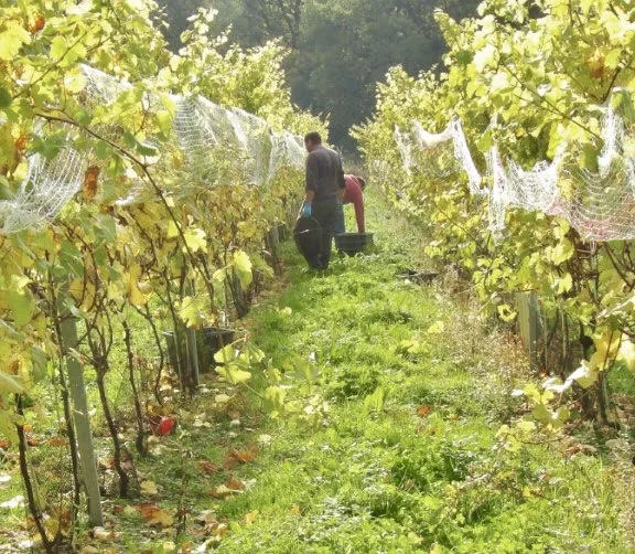 Off the Line Vineyard