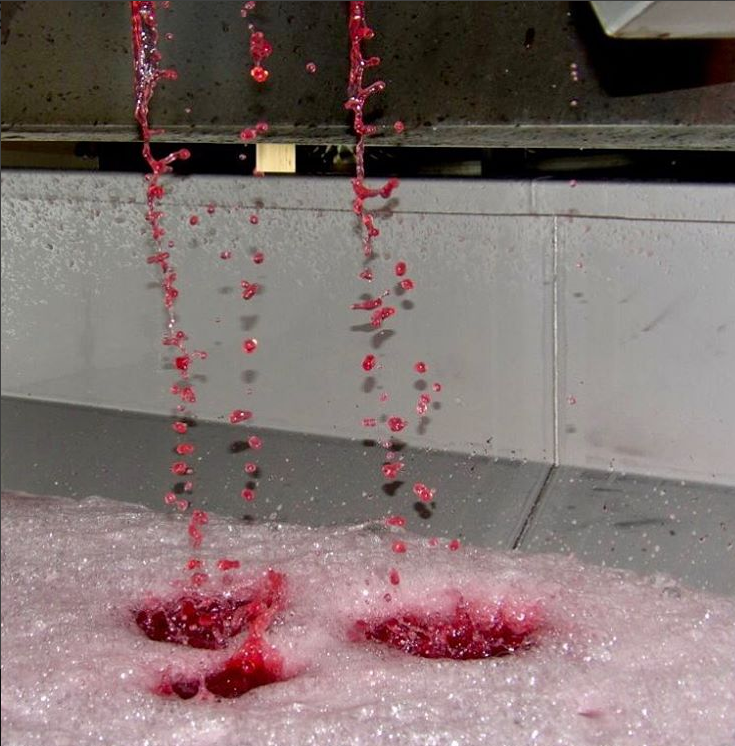 Off the Line Vineyard