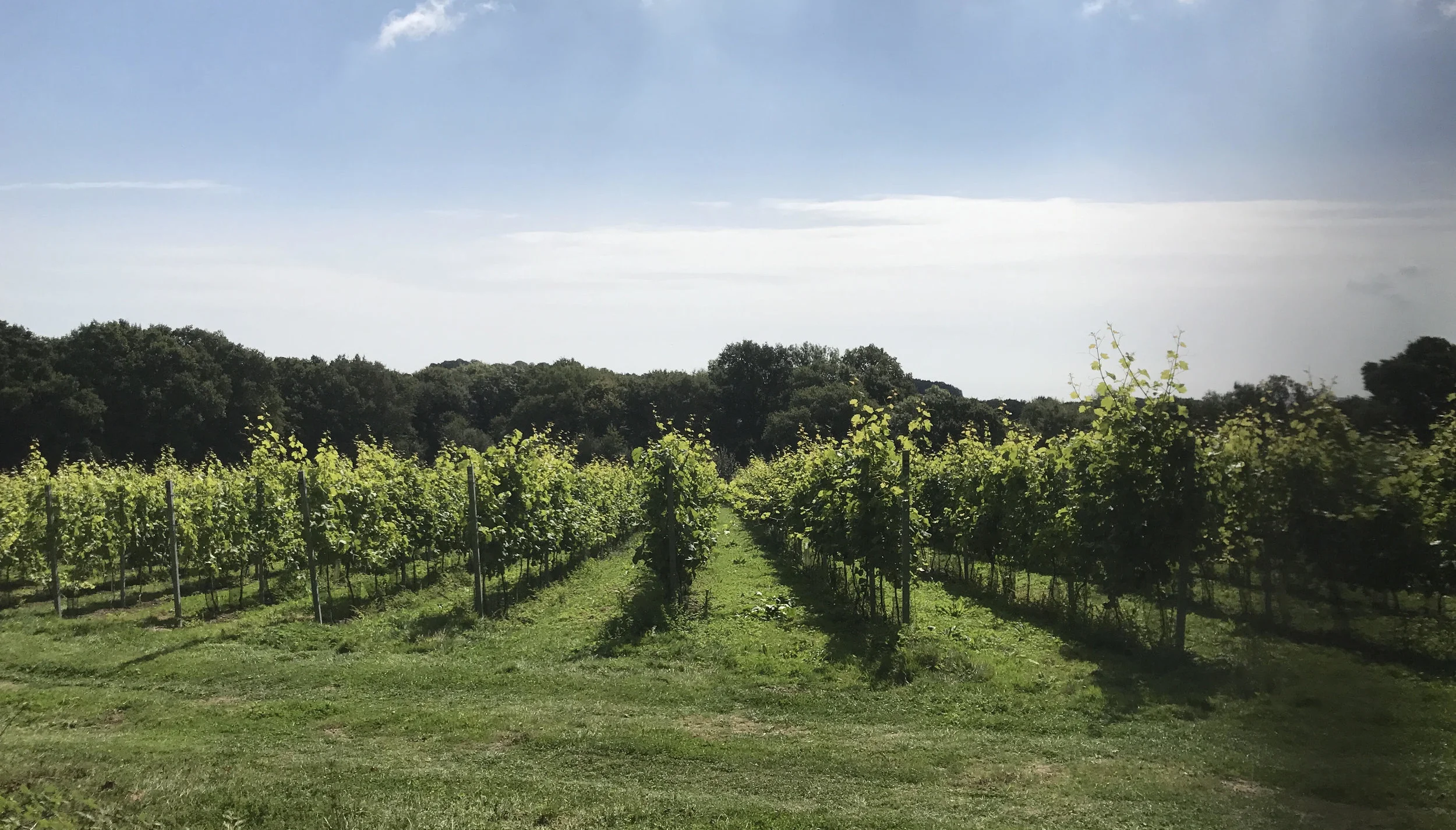 Off the Line Vineyard