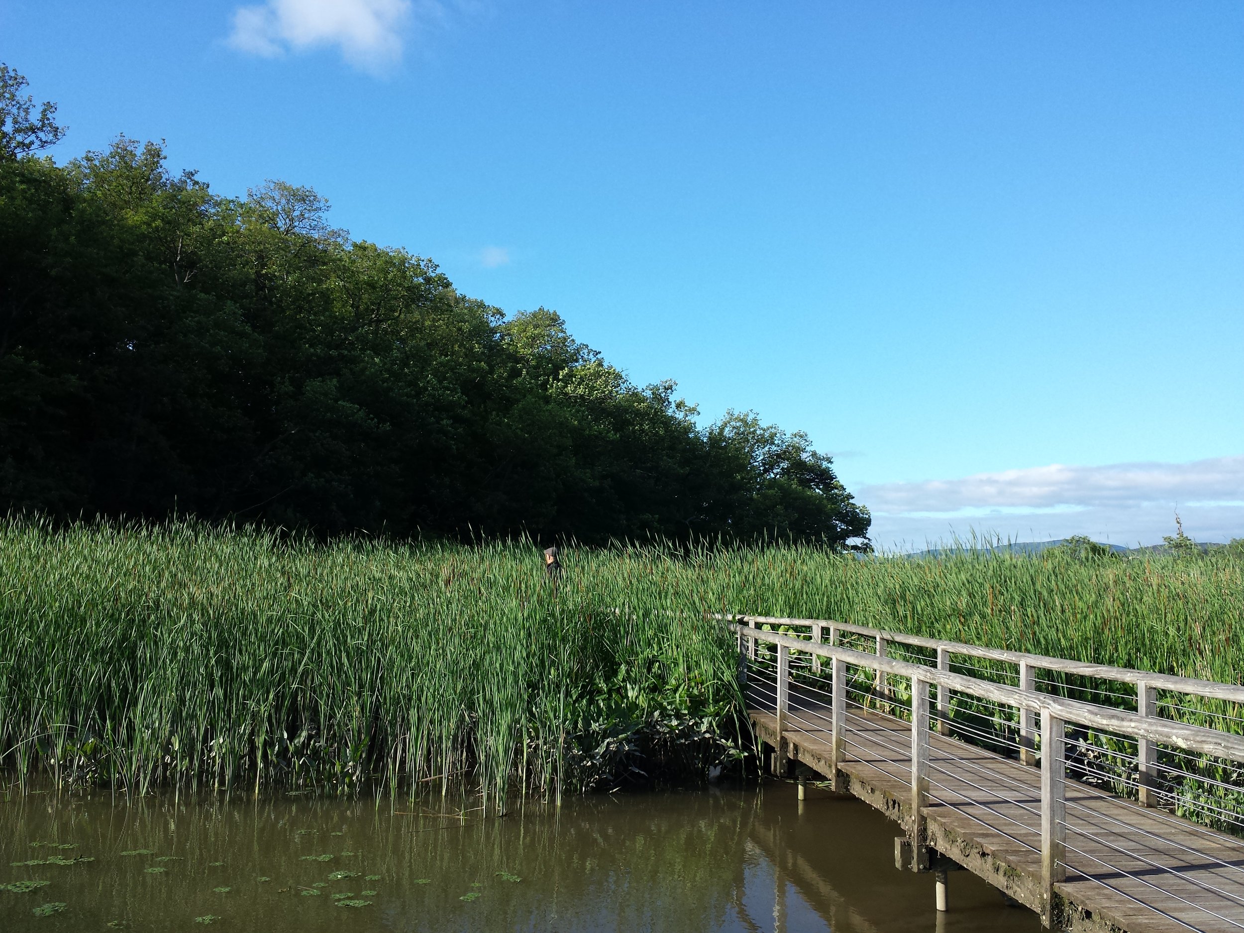 Important Bird Areas — Putnam Highlands Audubon Society