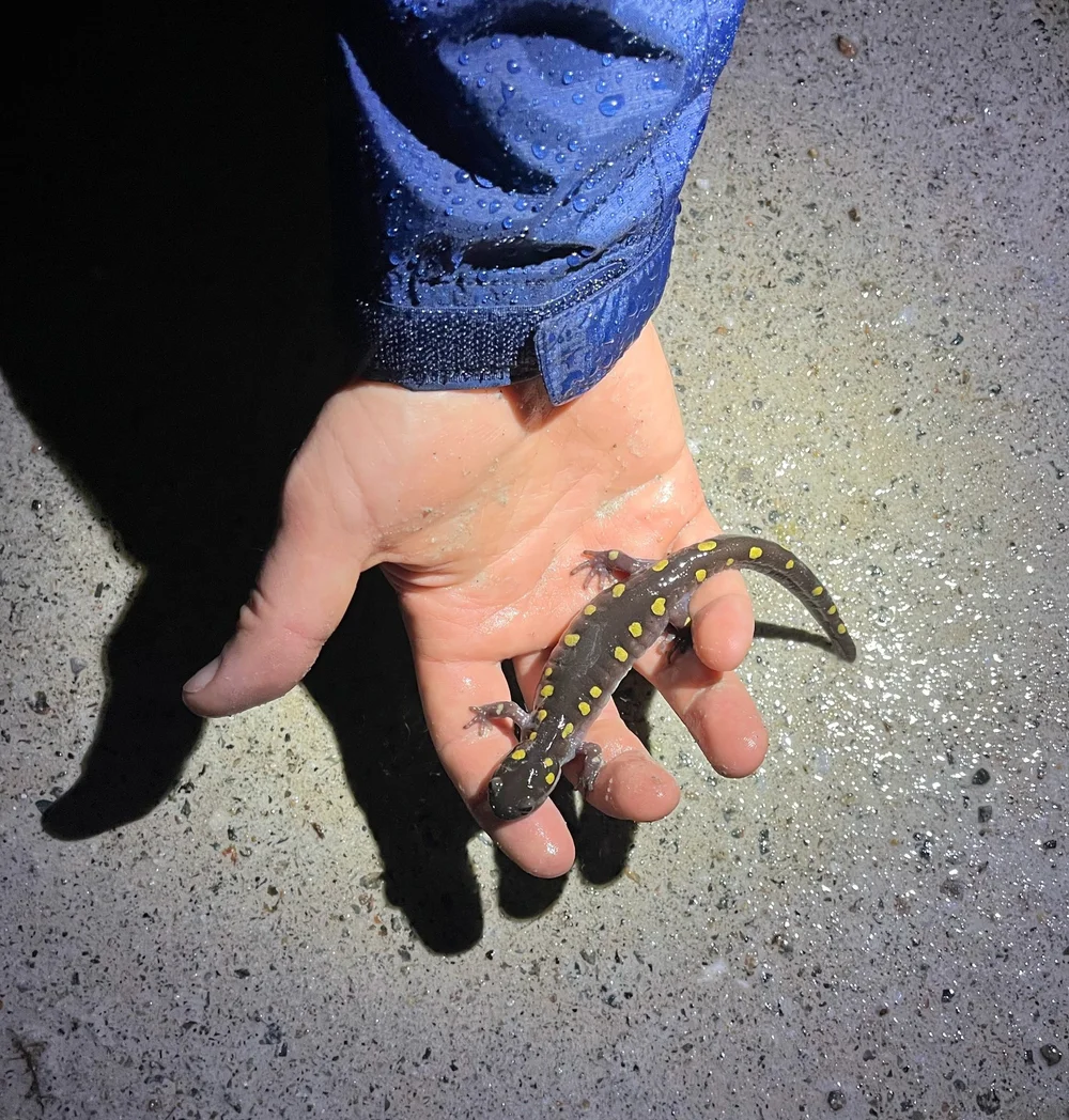 Save the Salamanders! — Putnam Highlands Audubon Society