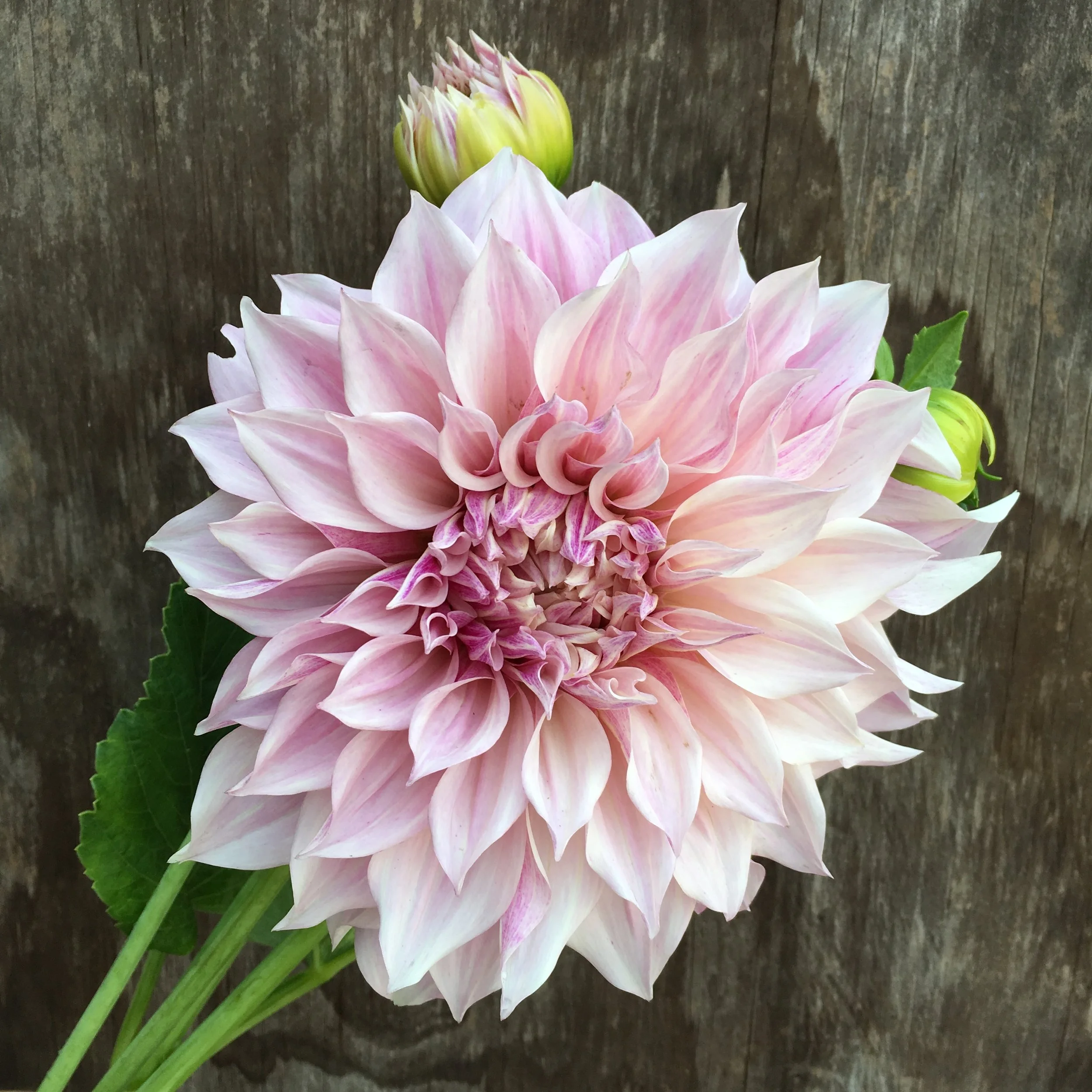 Dahlia Inventory — Omniflora Farm