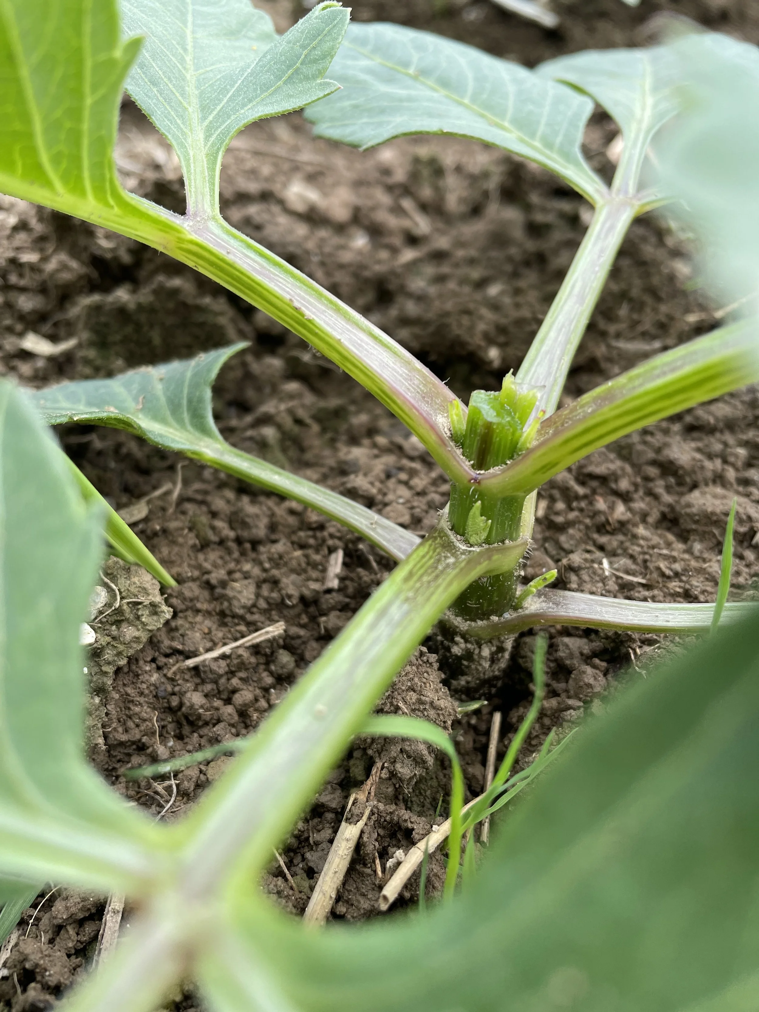 Growing Dahlias — Omniflora Farm