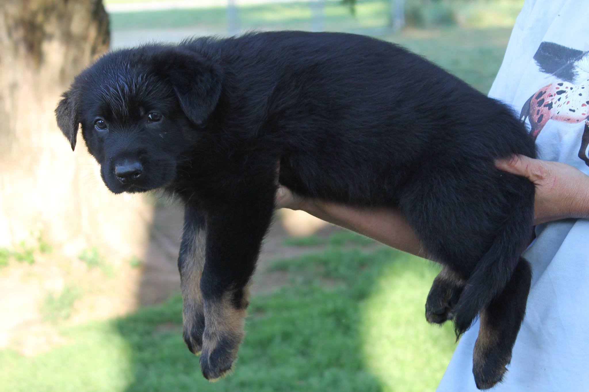 Large Old-Fashioned Straight-Backed German Shepherds