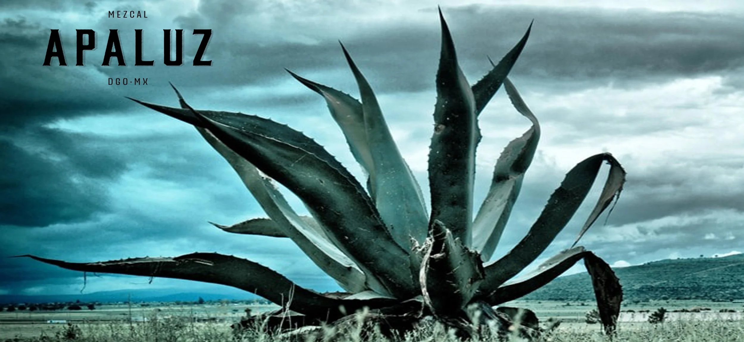 APALUZ — IN AGAVE WE TRUST