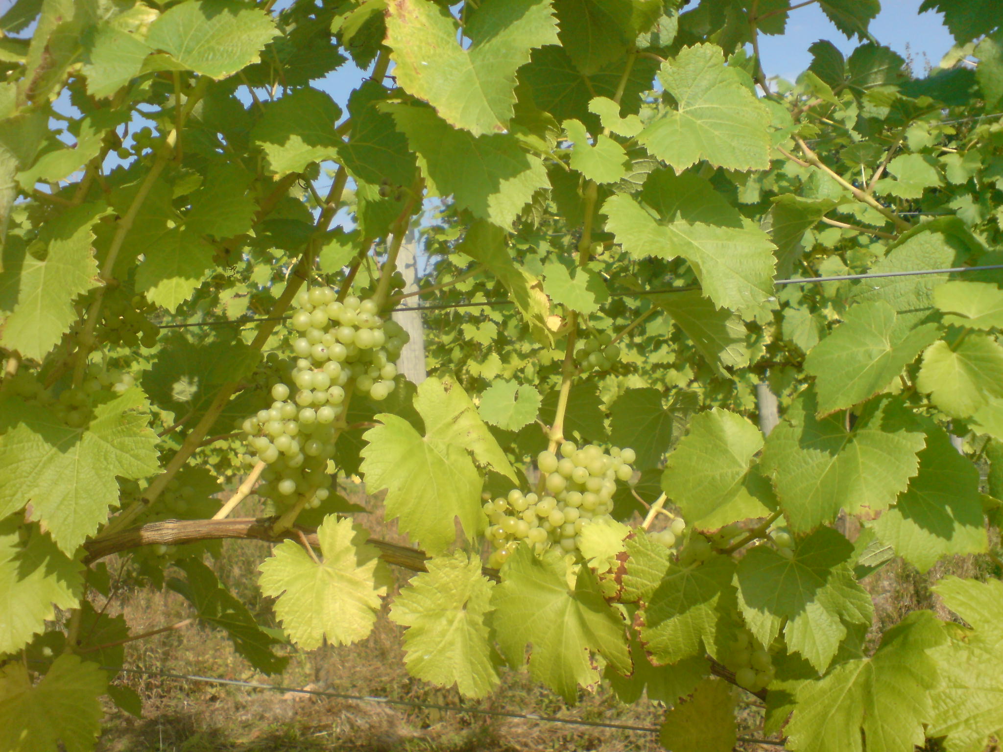 Our Grapes — Lavenham Brook Farm