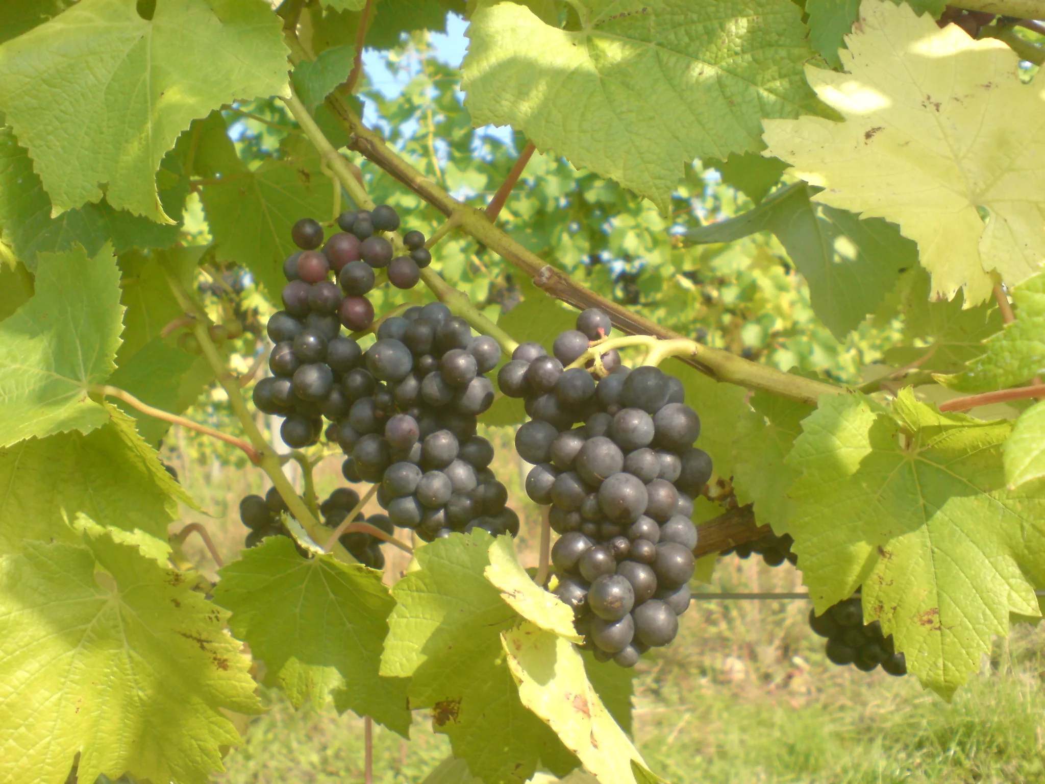 Our Grapes — Lavenham Brook Farm