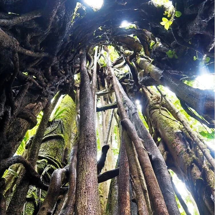 What It's Really Like to Trek in Luang Namtha, Laos — Mog and Dog Travels