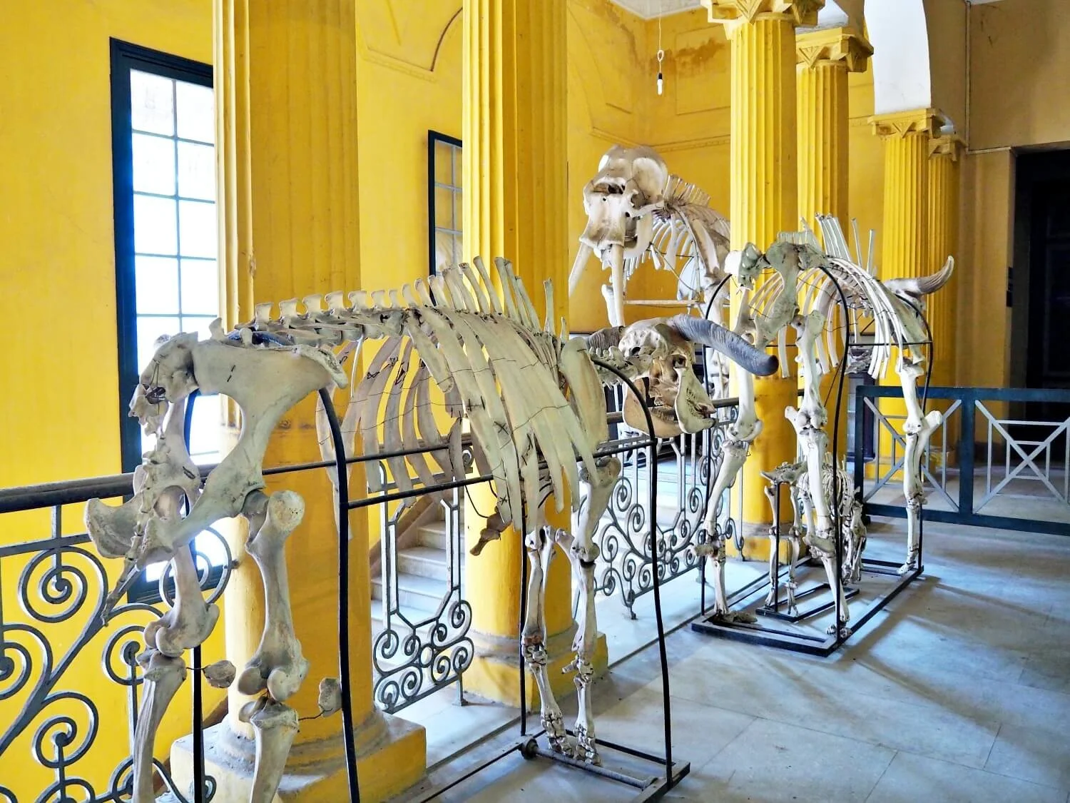 Getting Stuffed: Adventures in Taxidermy at the Hanoi Zoological Museum ...