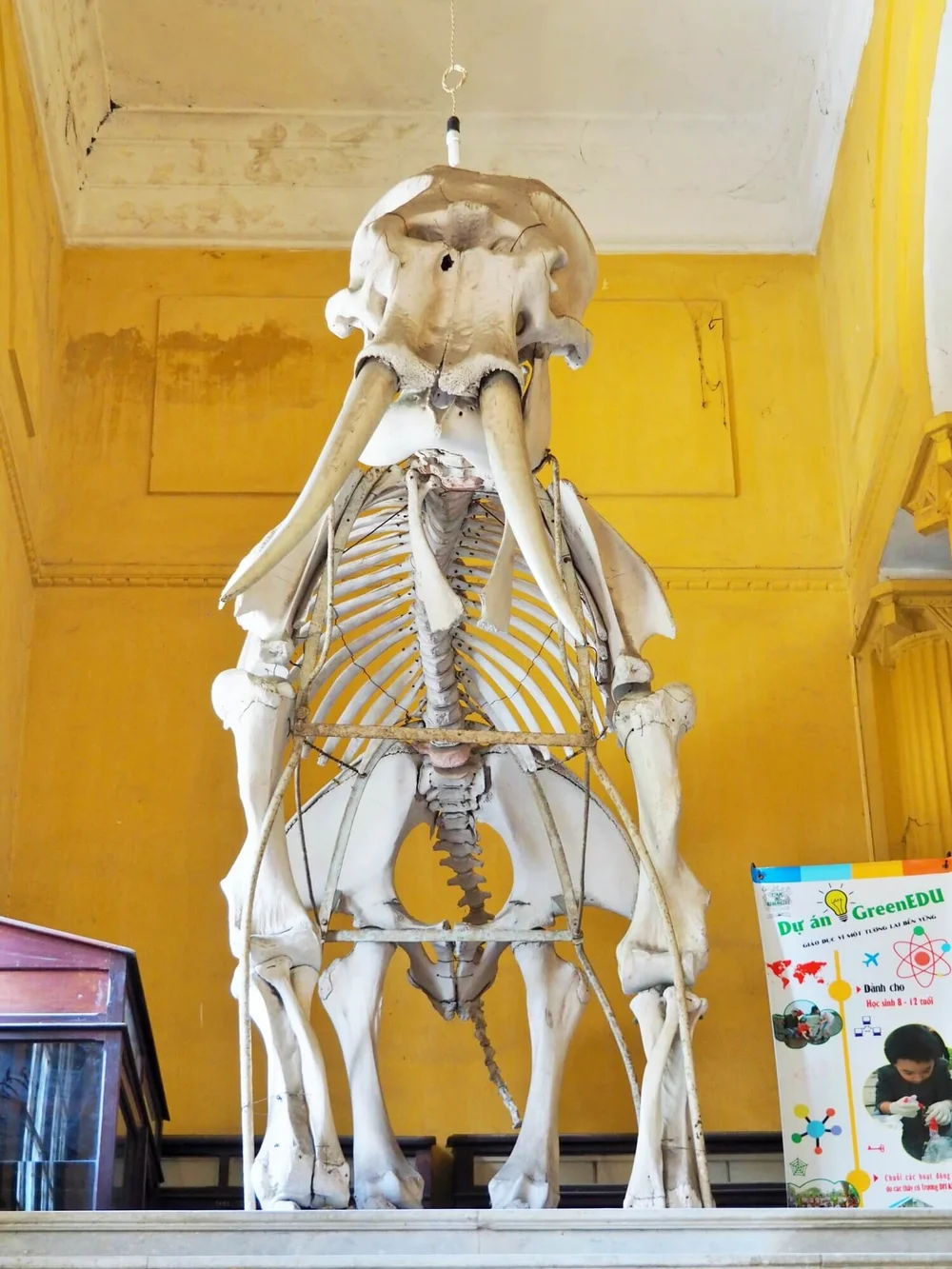 Getting Stuffed: Adventures in Taxidermy at the Hanoi Zoological Museum ...