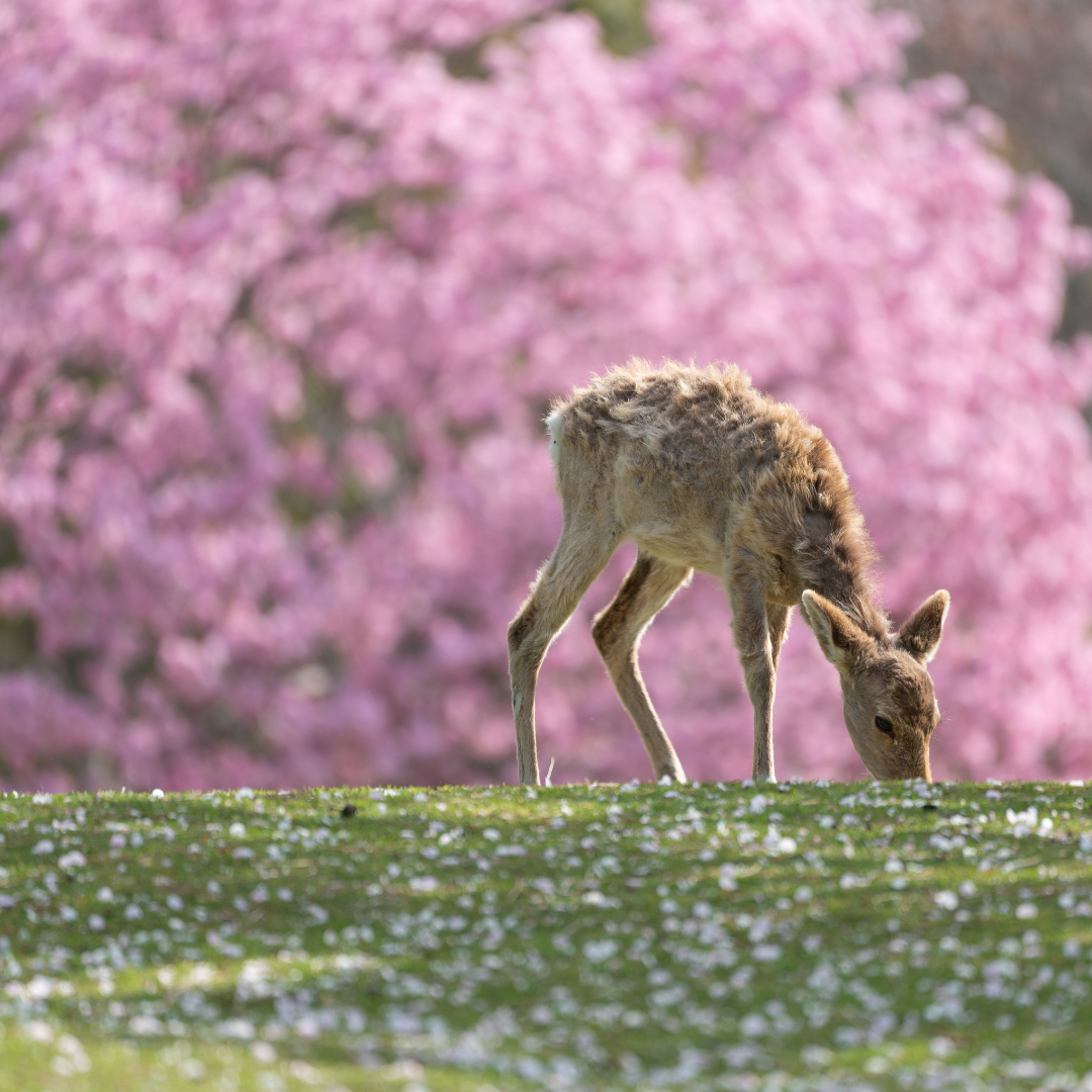 Visiting Nara: An Iconic Japan Experience — EdOdyssey