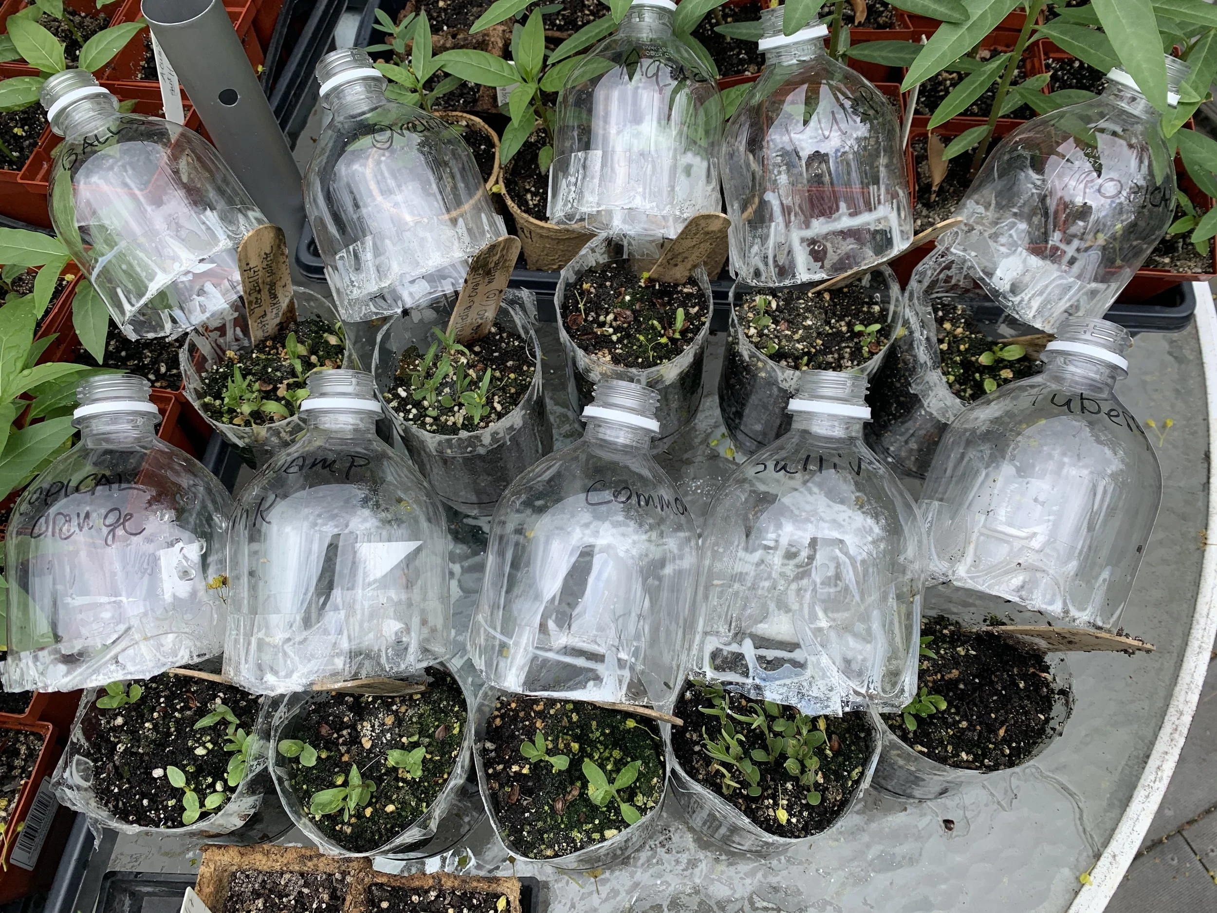 Winter Seed Sowing with Master Gardener Alice Ely 1.29.24 — Wakeman ...