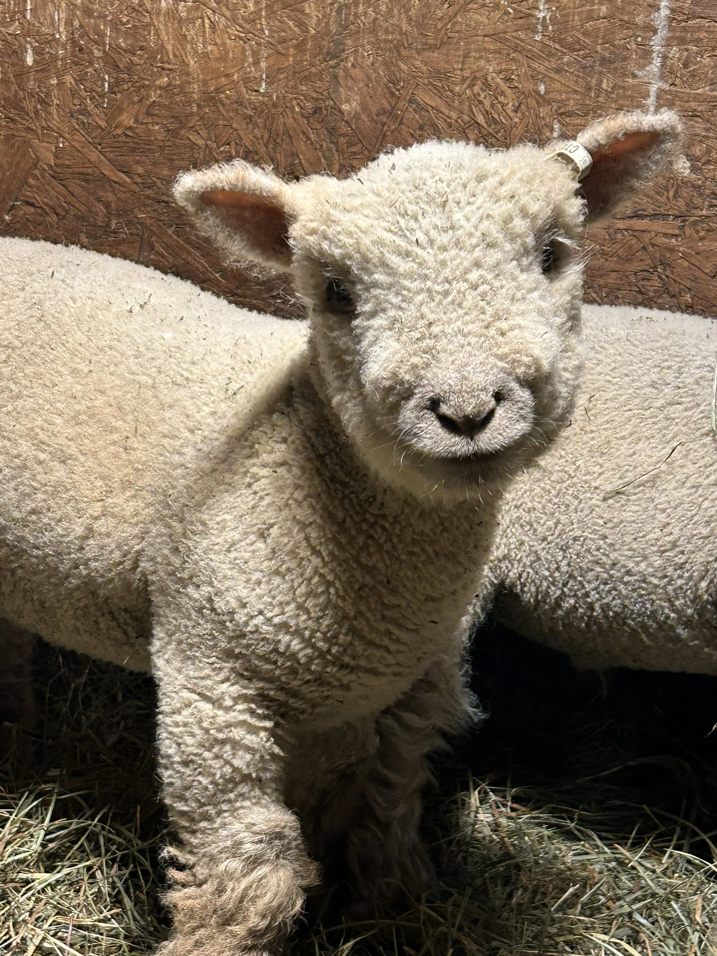 New! Cozy Lamb Cuddles at Wakeman Town Farm! Reserve now — Wakeman Town ...