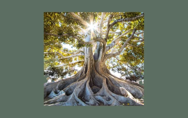 Family Constellations — ConstellationWorks