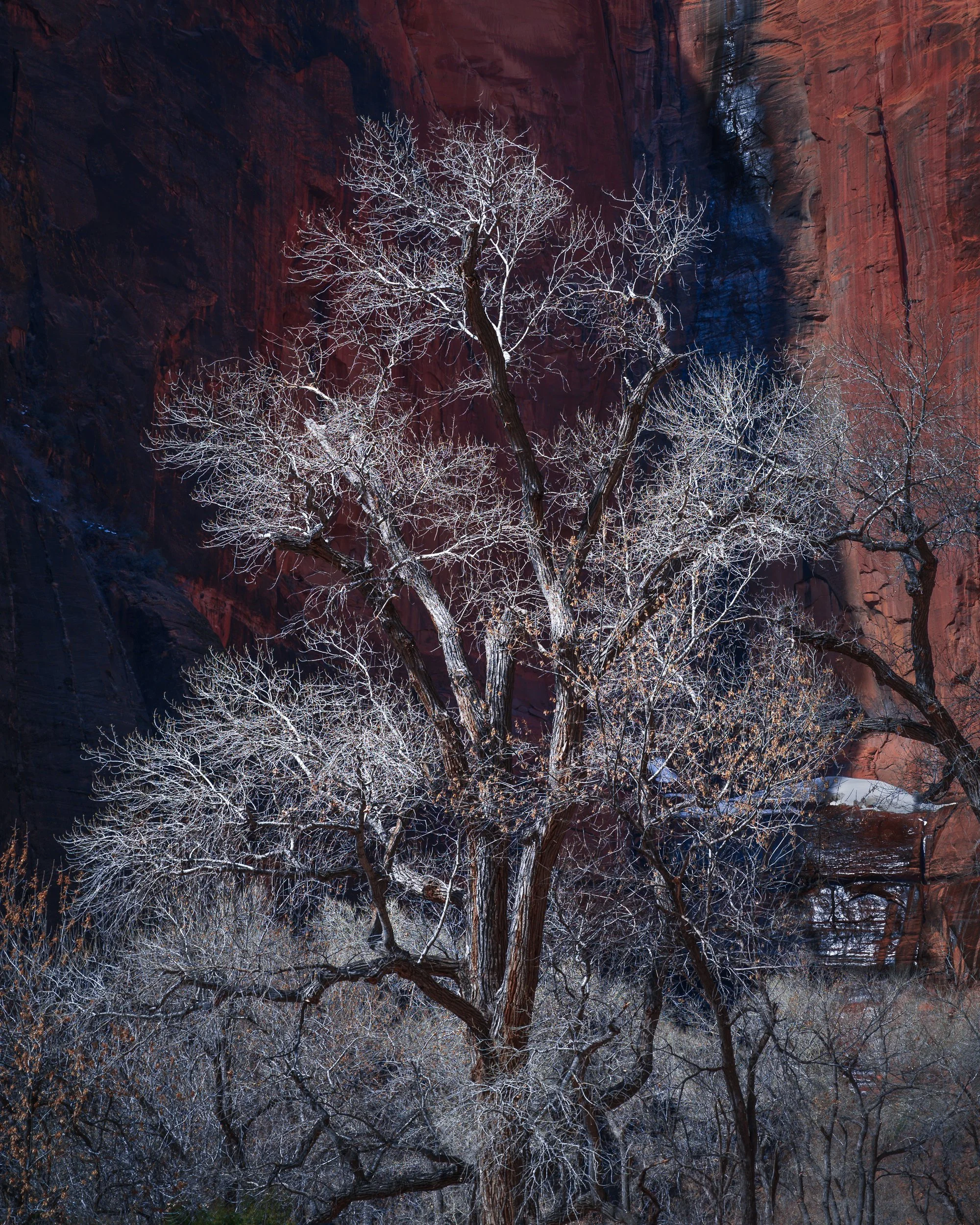 Zion National Park — Barbara Livieri Photography