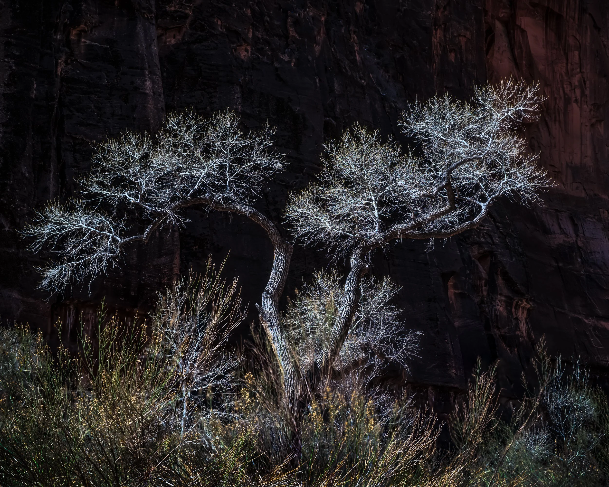 Zion National Park — Barbara Livieri Photography