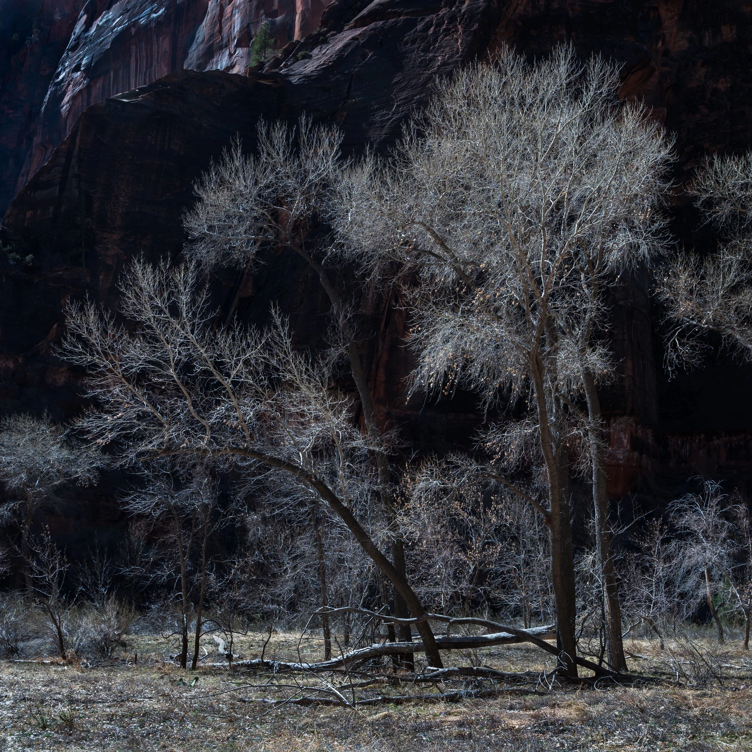 Zion National Park — Barbara Livieri Photography