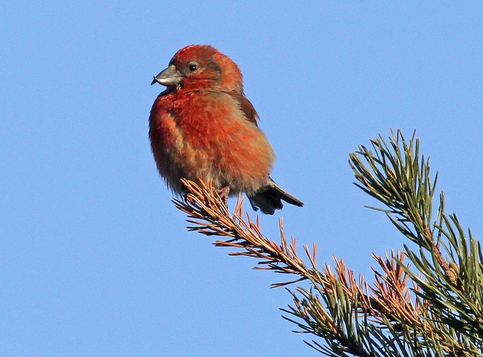 Annual Burlington Winter Bird Count — Green Mountain Audubon Society Annual Burlington Winter Bird Count — Green Mountain Audubon Society