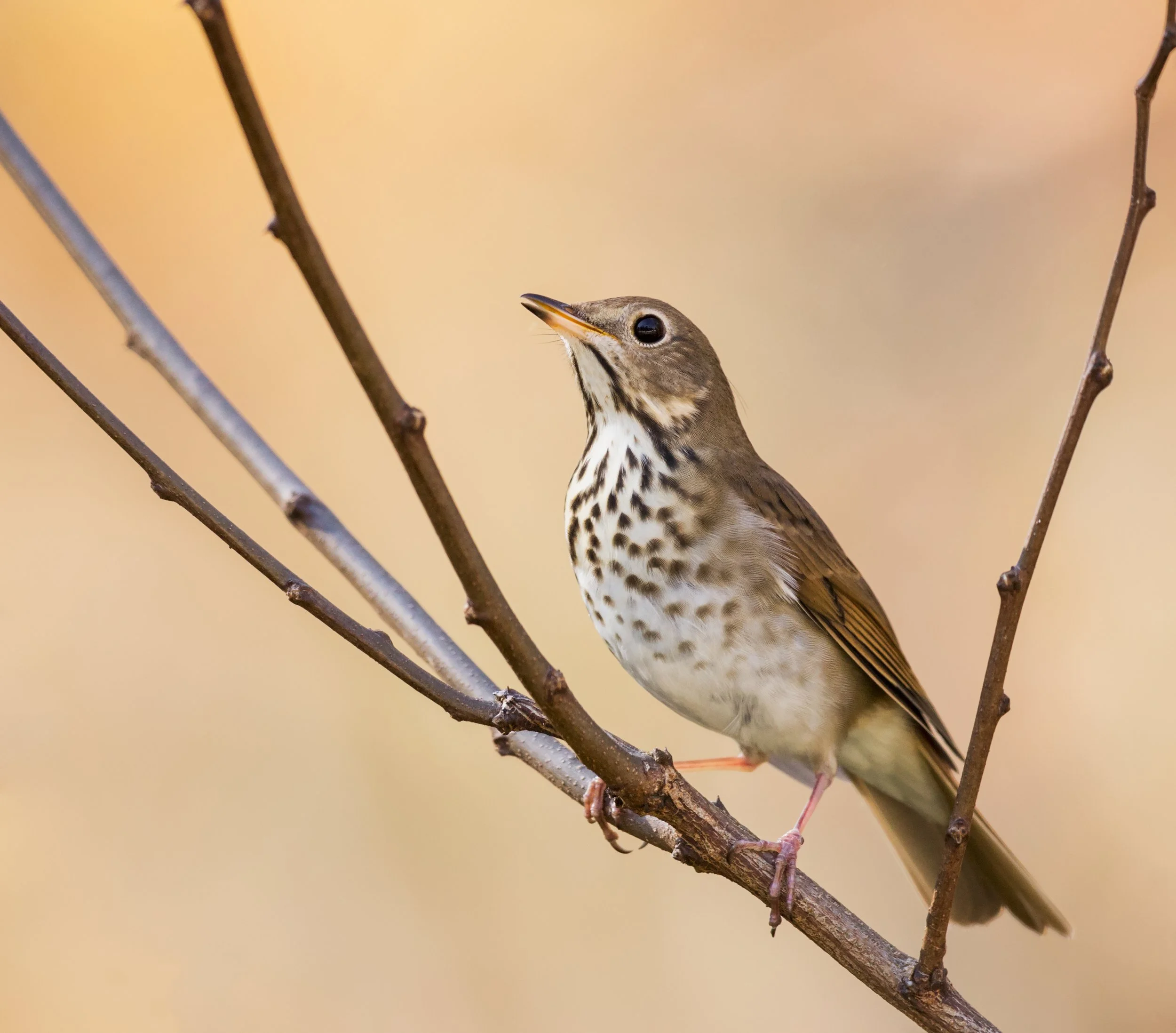 President's Message Fall 2024 — Green Mountain Audubon Society President's Message Fall 2024 — Green Mountain Audubon Society