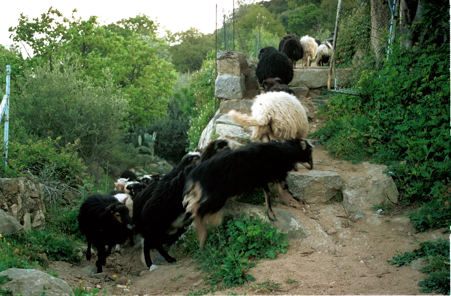 matei candea | anthropology