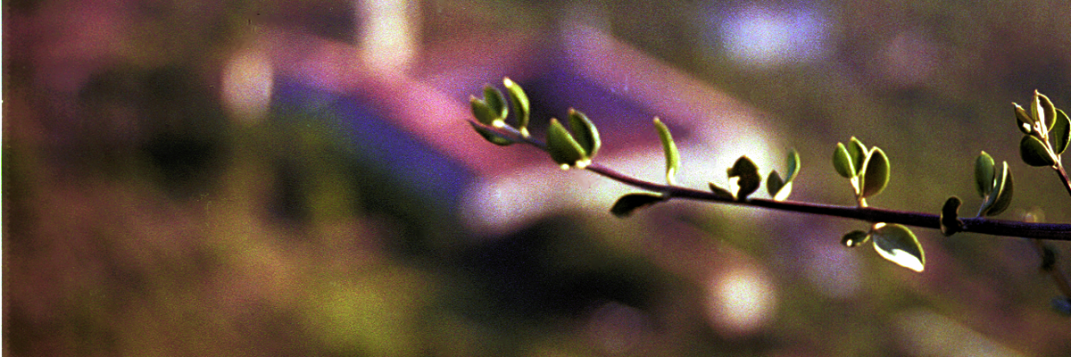 matei candea | anthropology