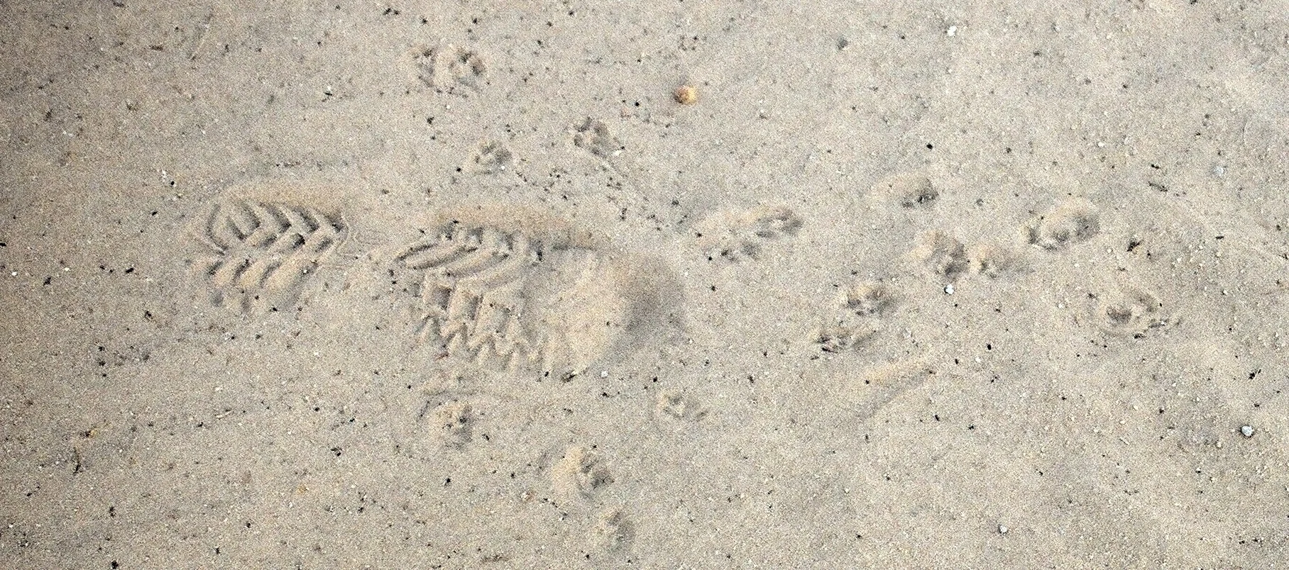 matei candea | anthropology