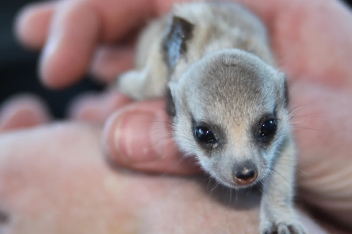 matei candea | anthropology