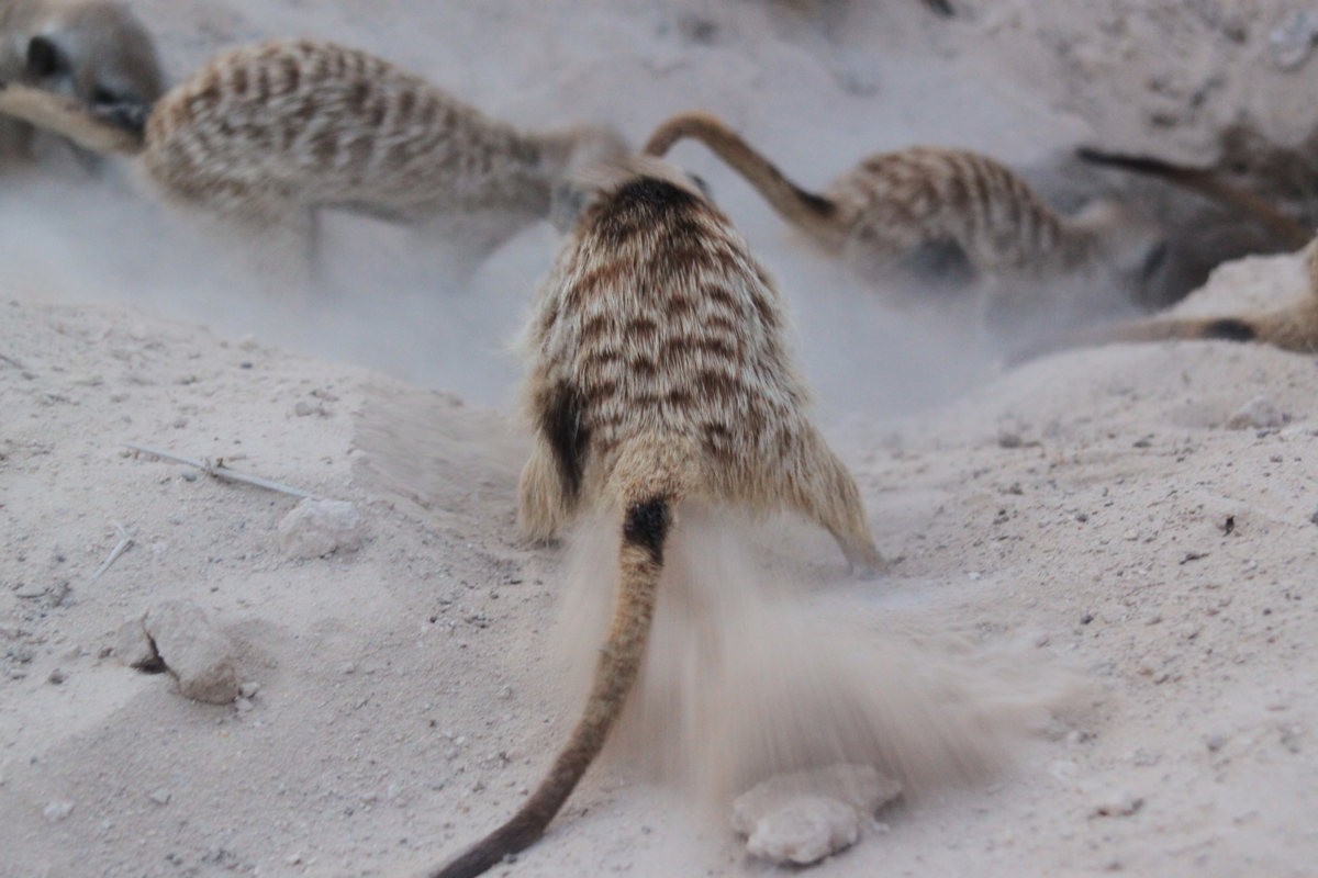 matei candea | anthropology