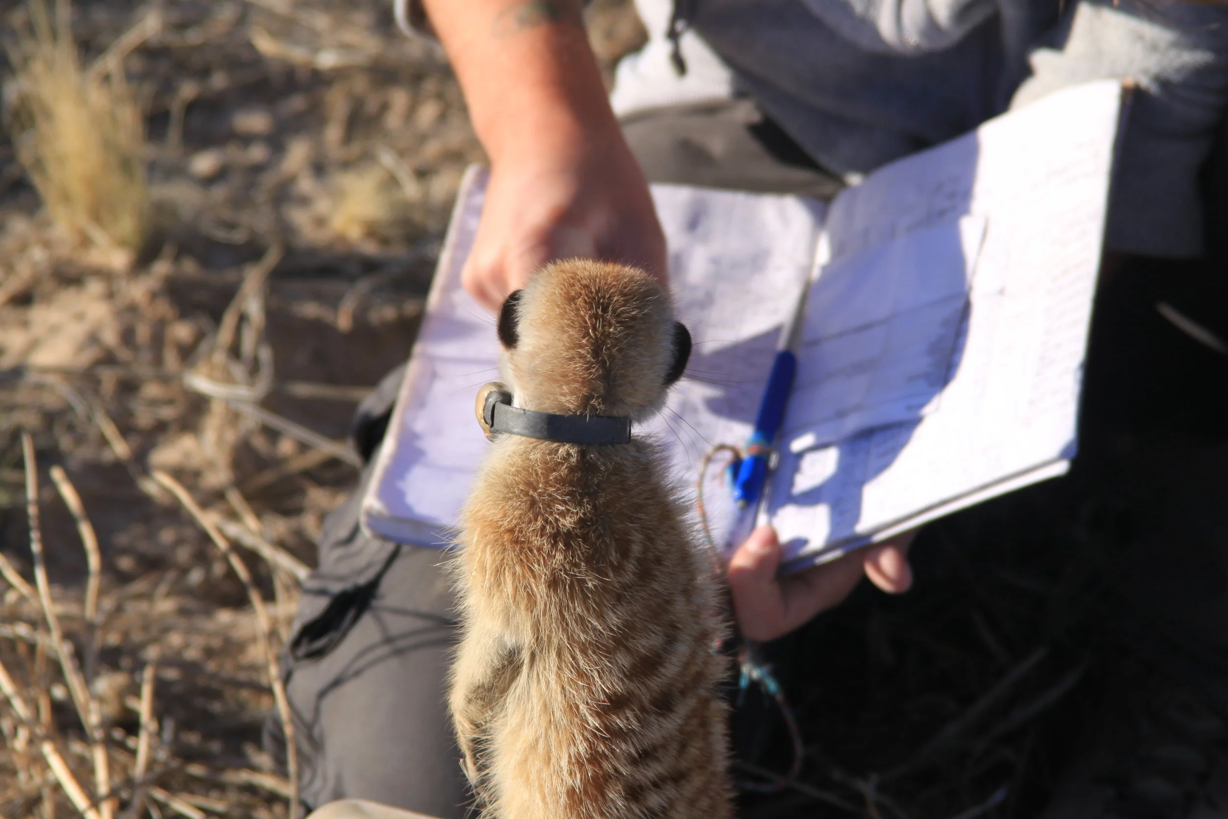 matei candea | anthropology