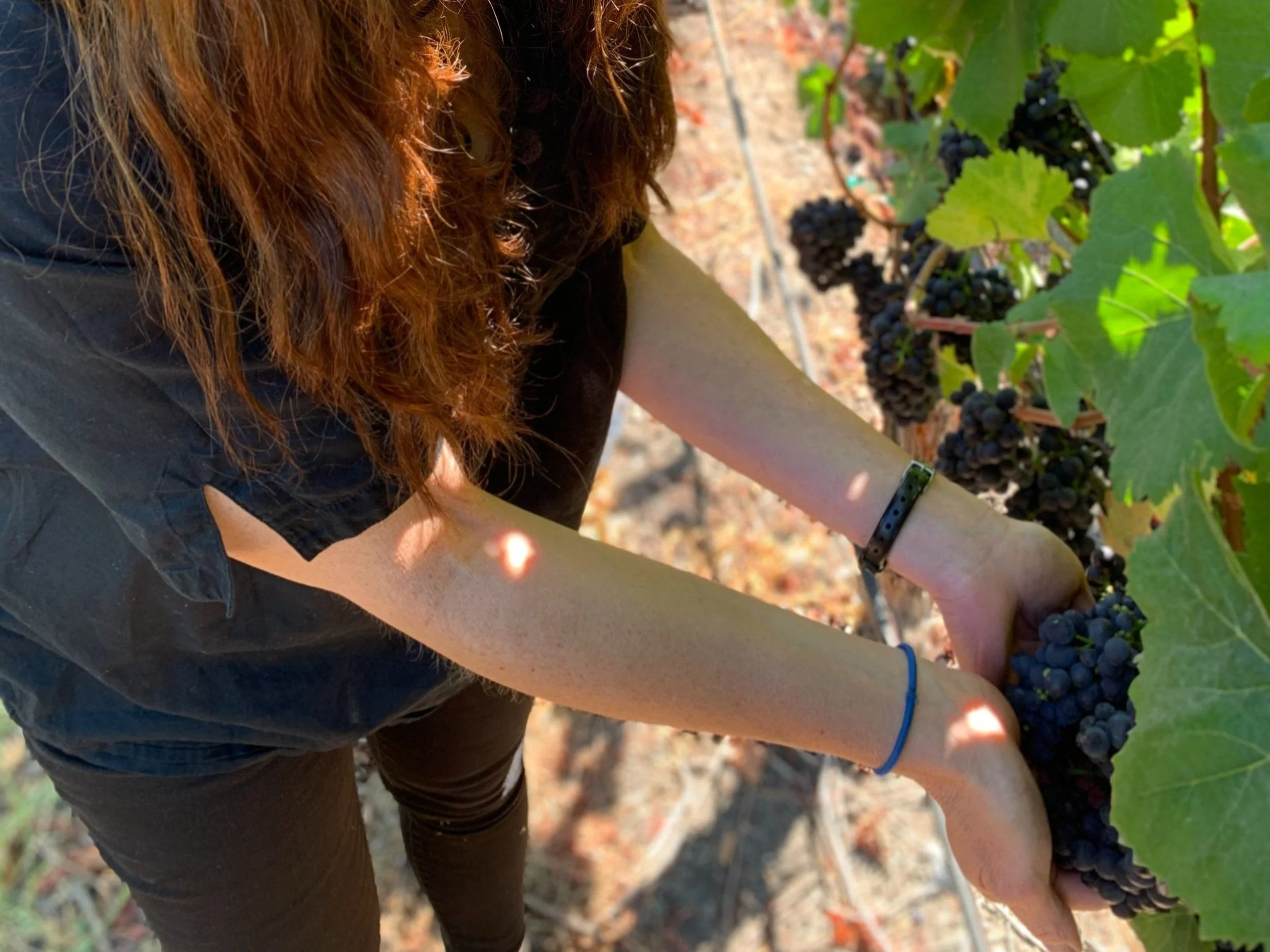 Book A Wine Tasting in Sonoma — Bruliam Wines