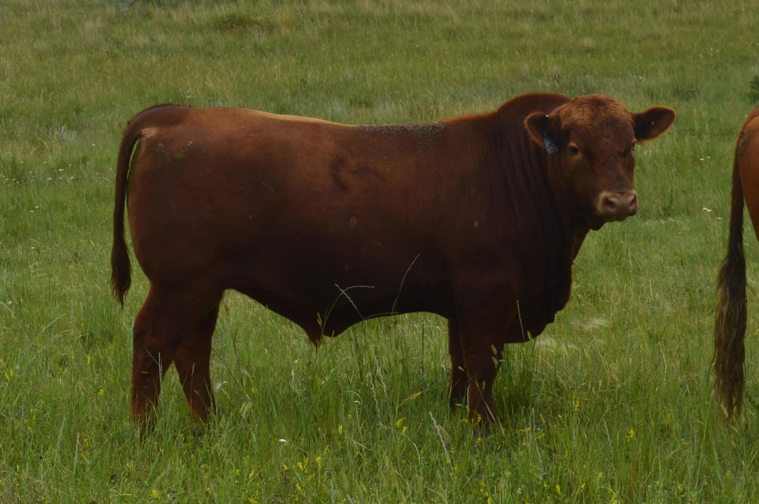 Herd Sires — Sandhill Red Angus