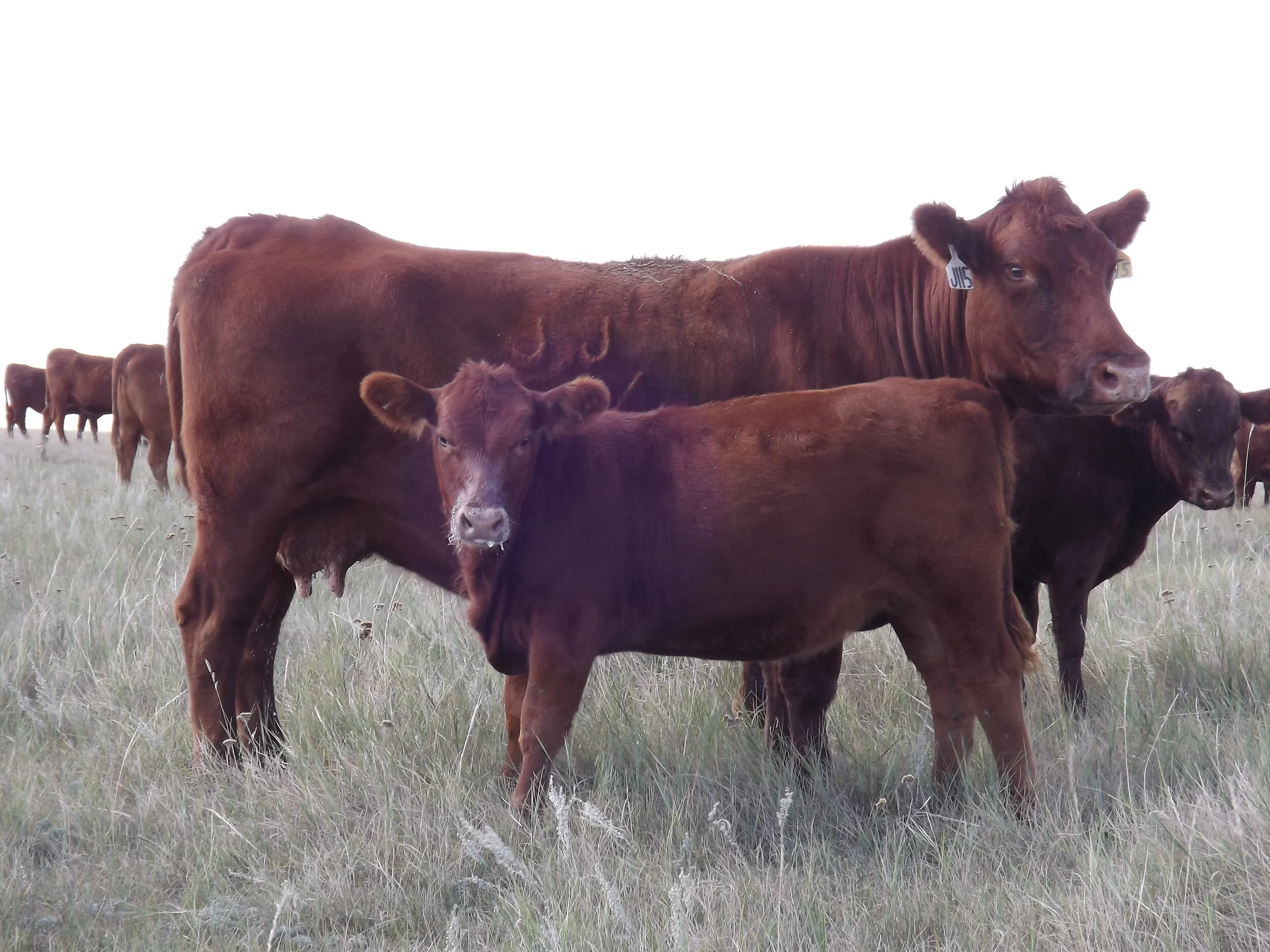 Registered Females — Sandhill Red Angus