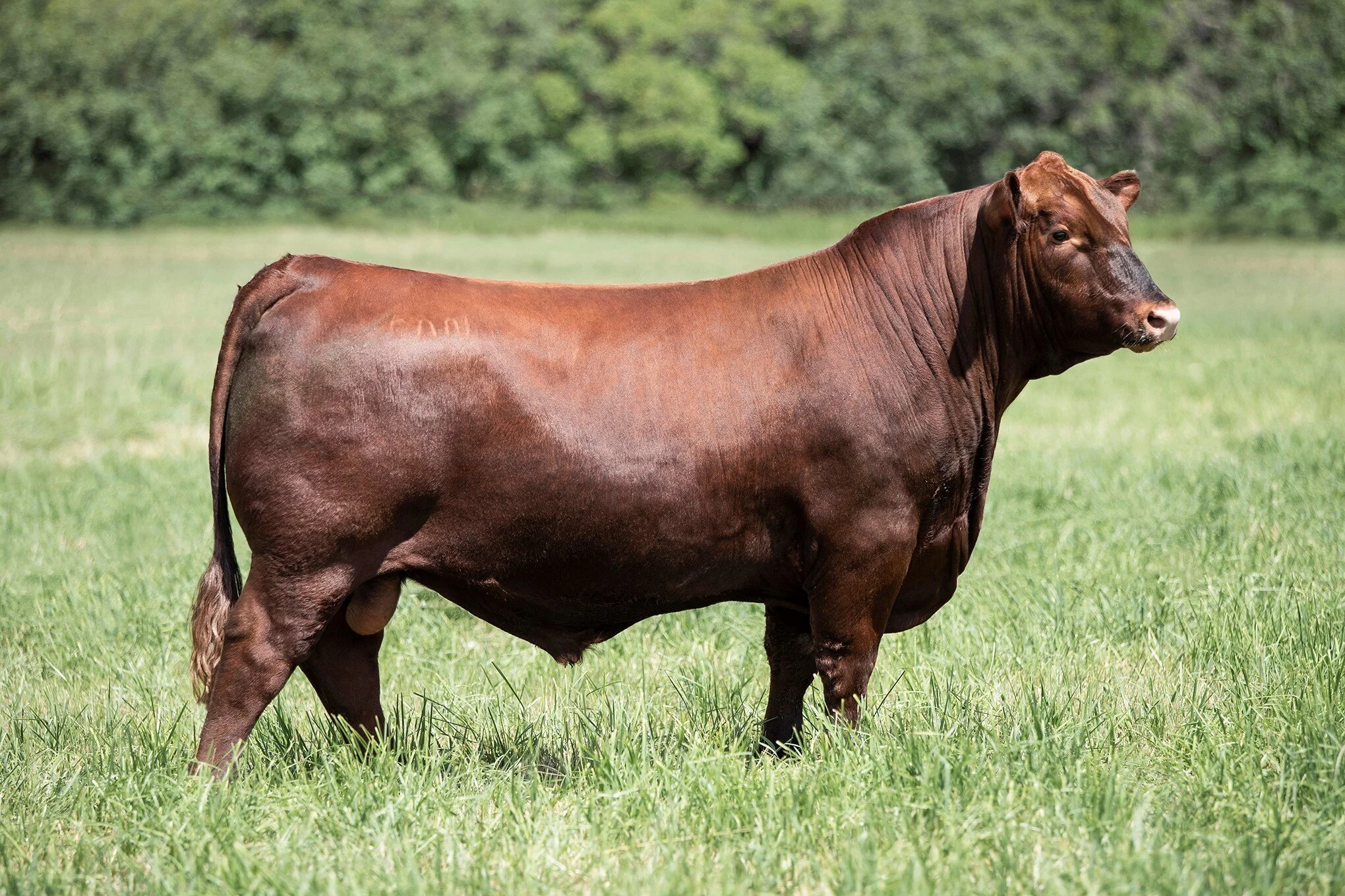 Sandhill Red Angus