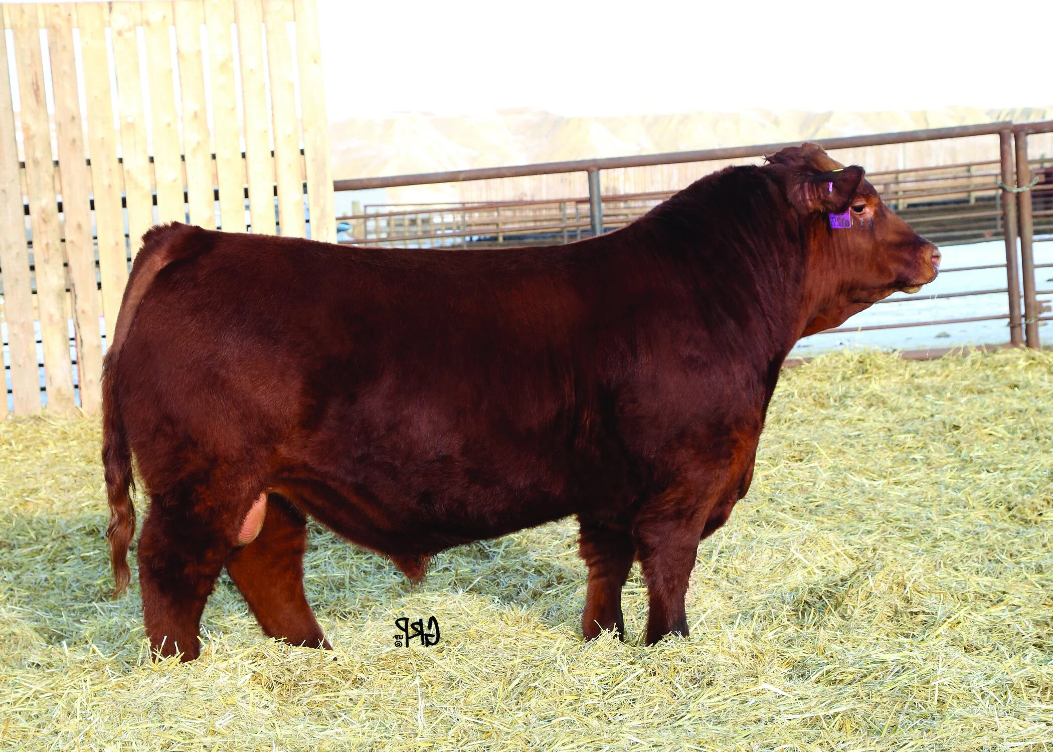 Sandhill Red Angus