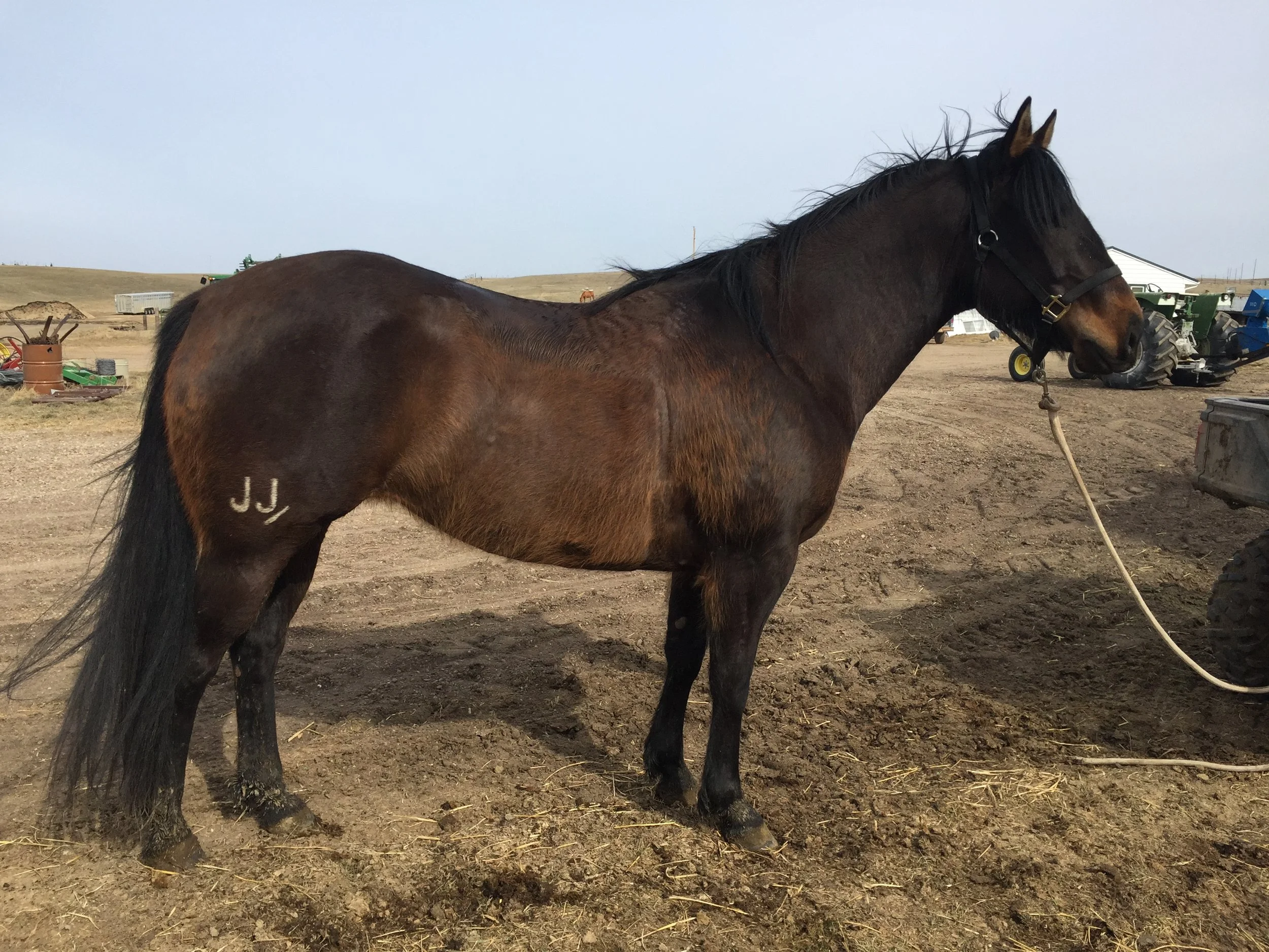 Brown Quarter Horse Stallion