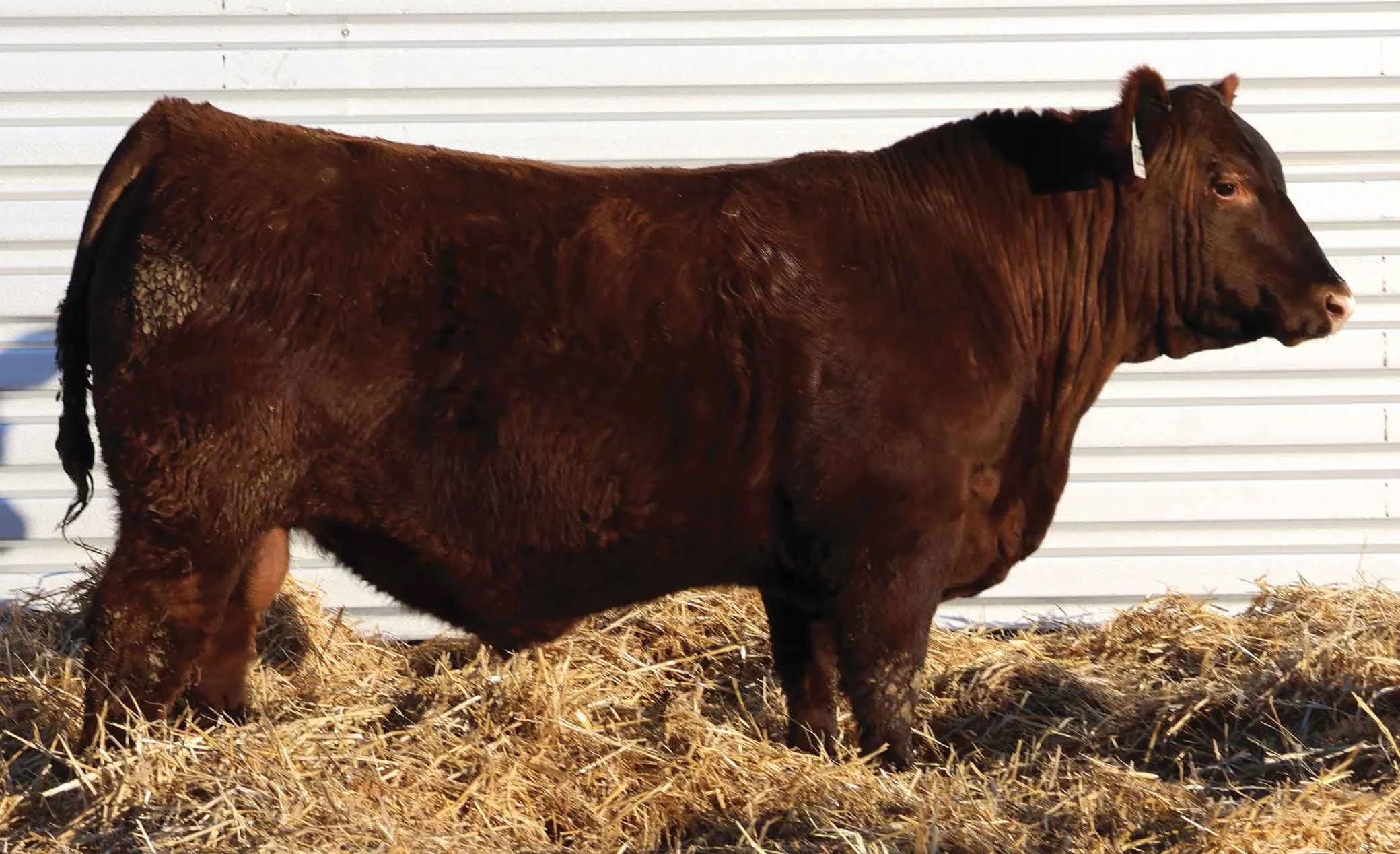 Sandhill Red Angus