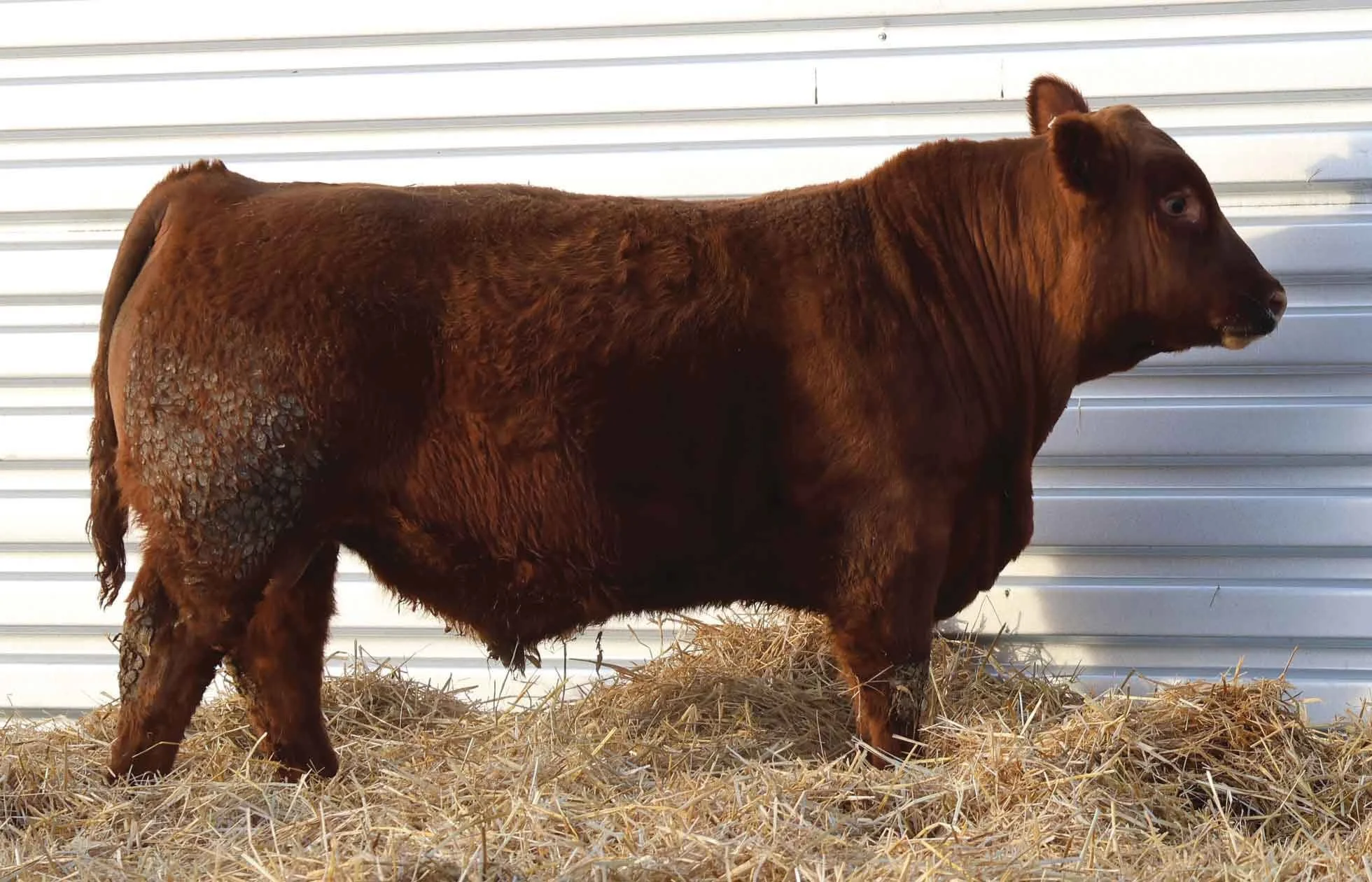 Sandhill Red Angus