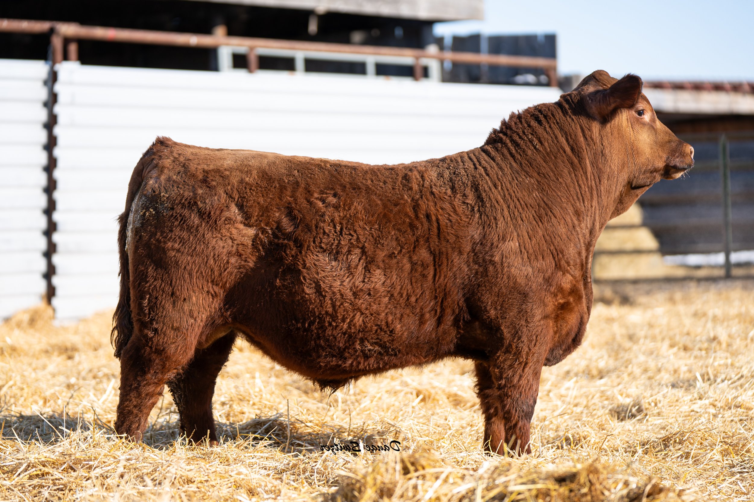 Sandhill Red Angus