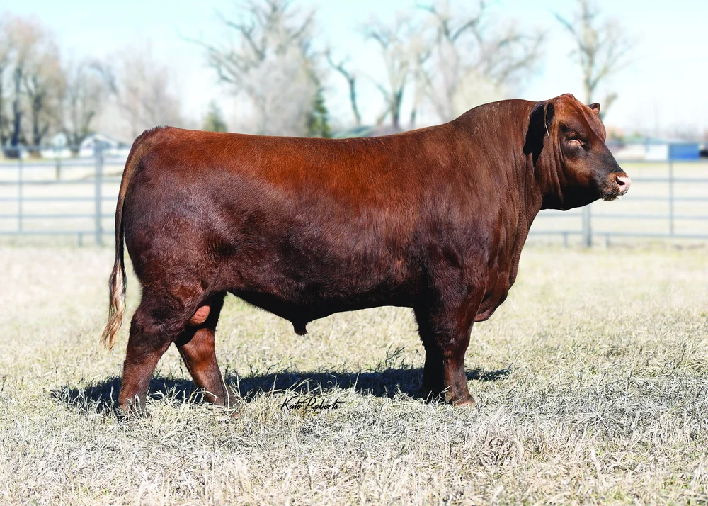 Sandhill Red Angus