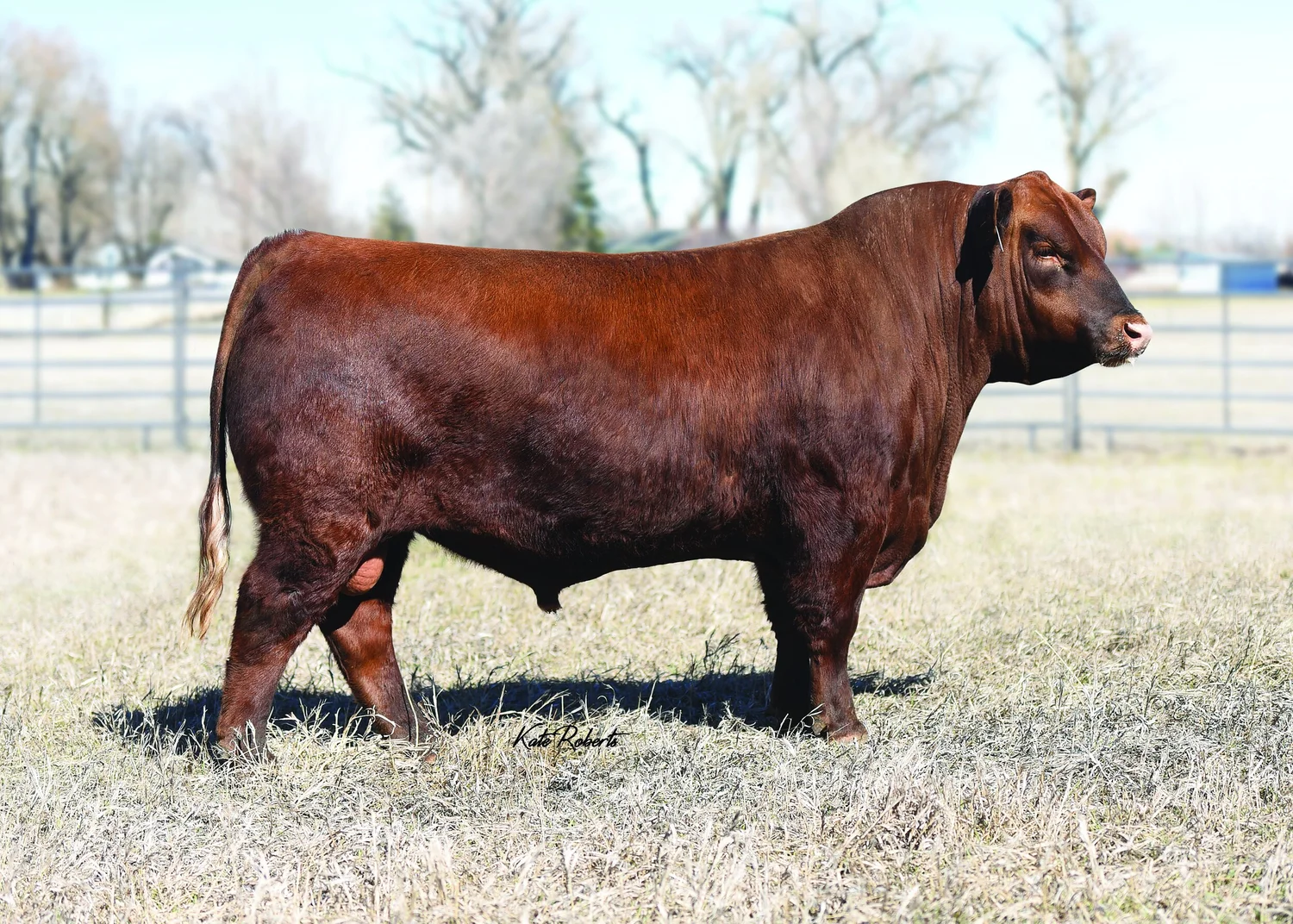 Sandhill Red Angus